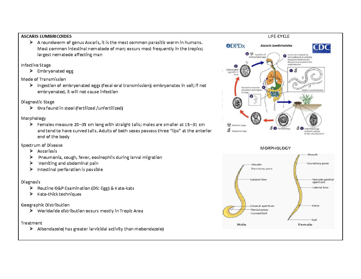 Parasitology Notes: Ascaris, Trichuris, Ancylostoma & More (Bio 101 ...