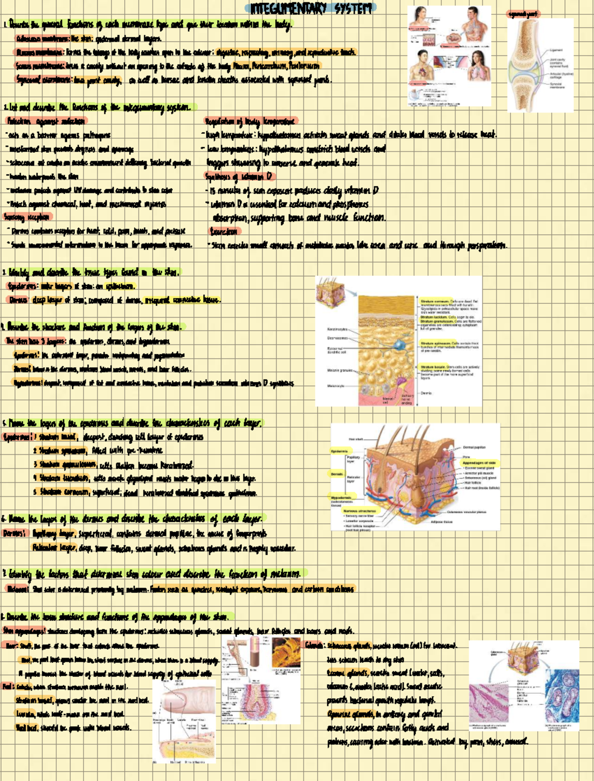 INTEGUMENTARY SYSTEM: Structure, Function, and Homeostasis in Anatomy ...