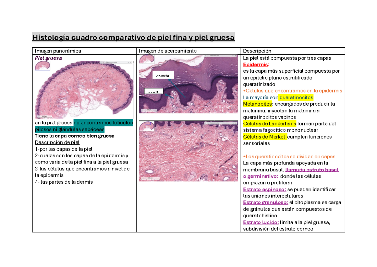 Histologia De Queratinocitos Histologia E Inmunidad De La Piel