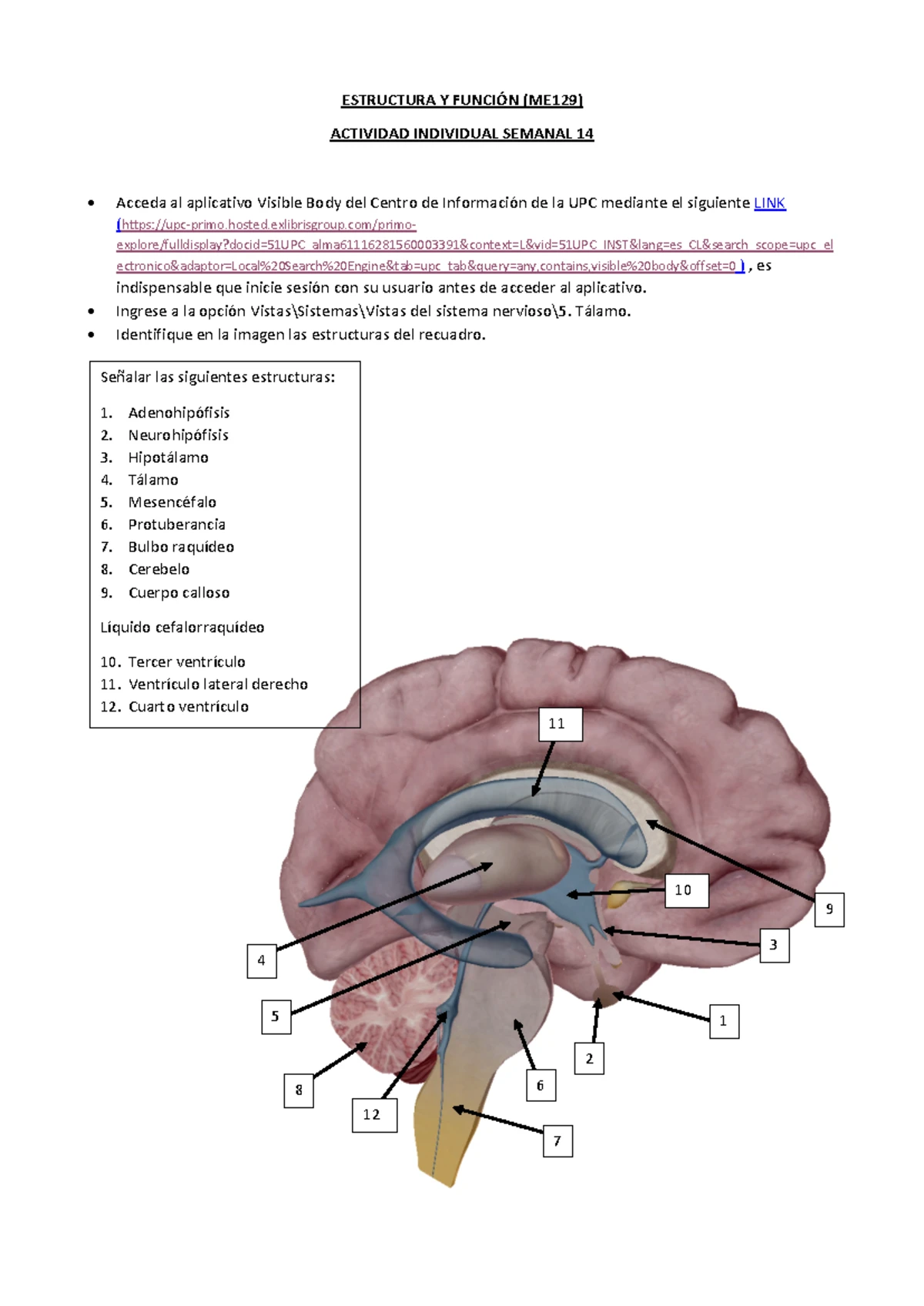Examen Parcial ESTRUCTURA Y FUNCIÓN 1 - Claves 2025-00 - Studocu