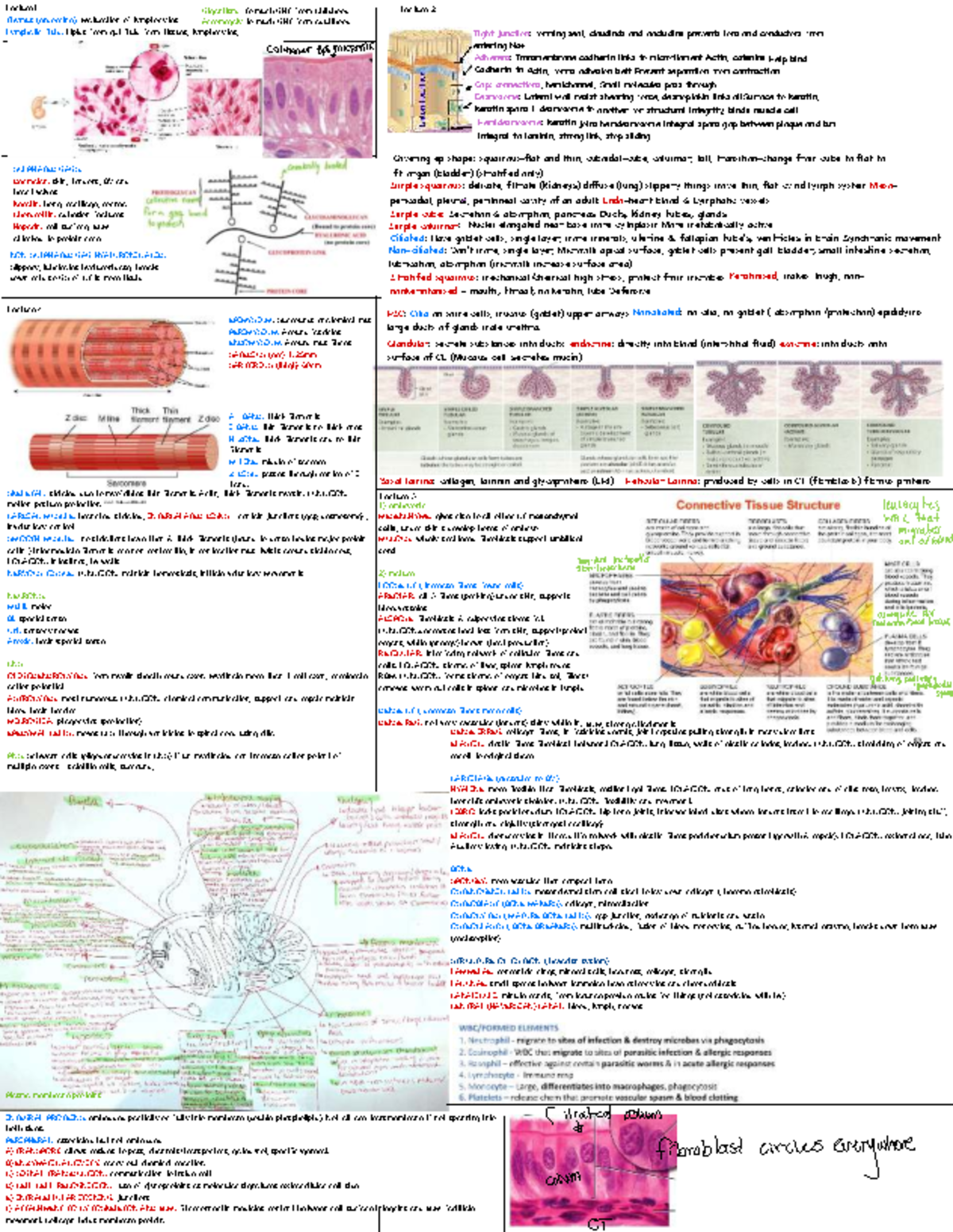 Final Exam Cheat Sheet: Endocrine & Muscle Tissue (BIO 101) - Studocu