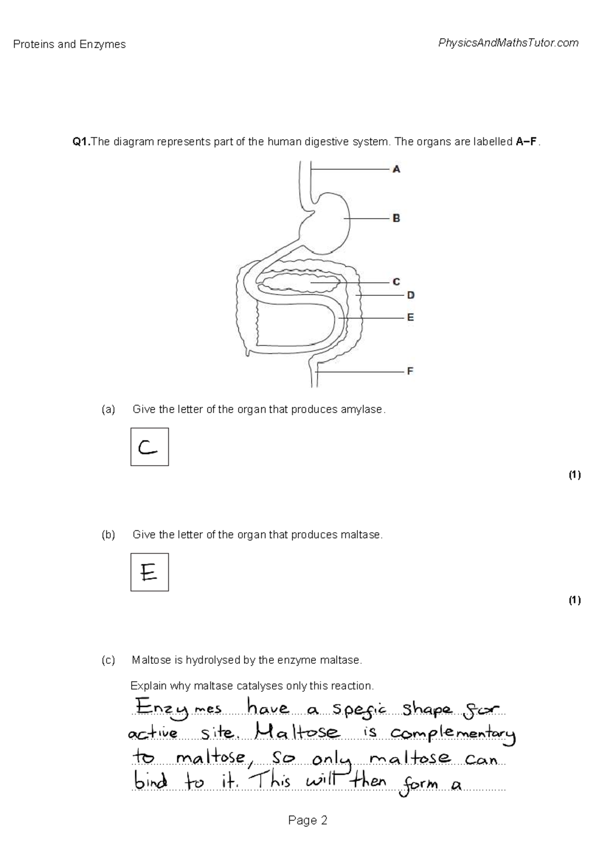 Proteins and Enzymes: Q1-Q7 Practice Questions for Biology 101 - Studocu