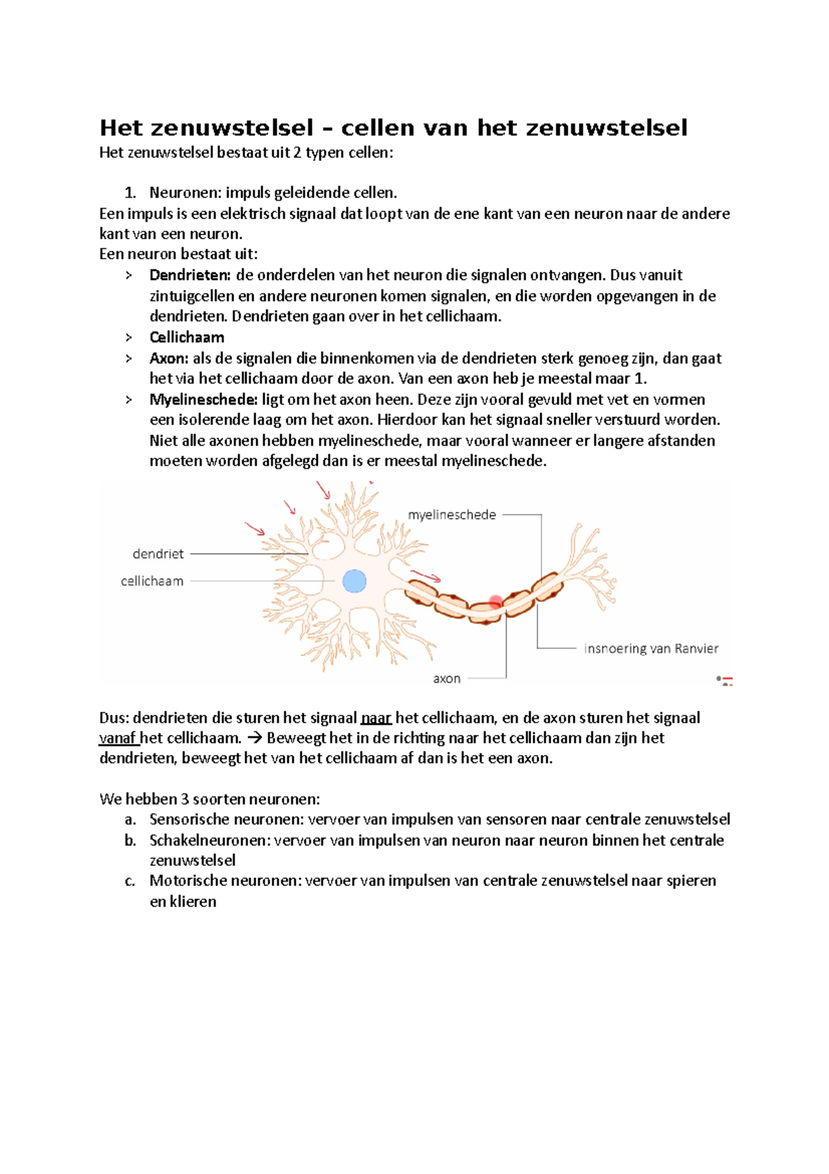 Biologie 5 - Zenuwstelsel: Neuronen en Gliacellen Uitleg - Studeersnel