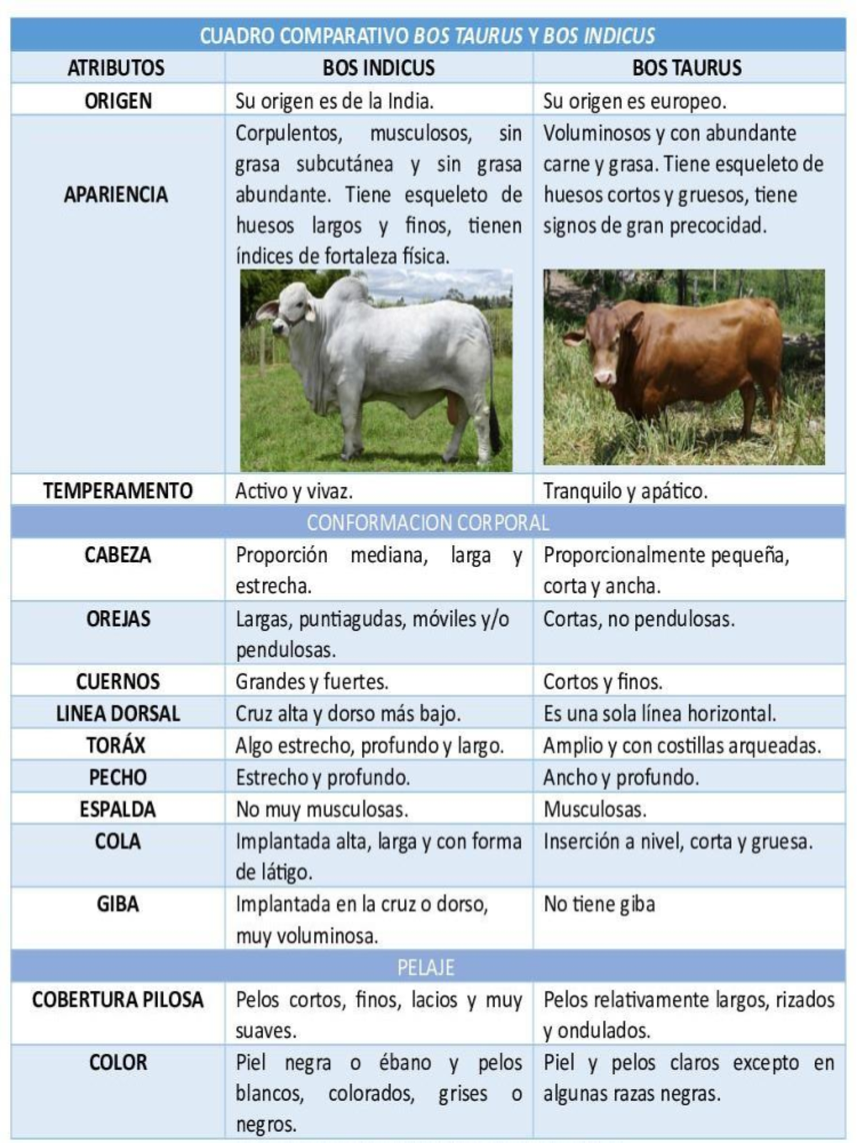 Comparativa de Razas Bovinass: Bos Taurus vs Bos Indicus - Studocu