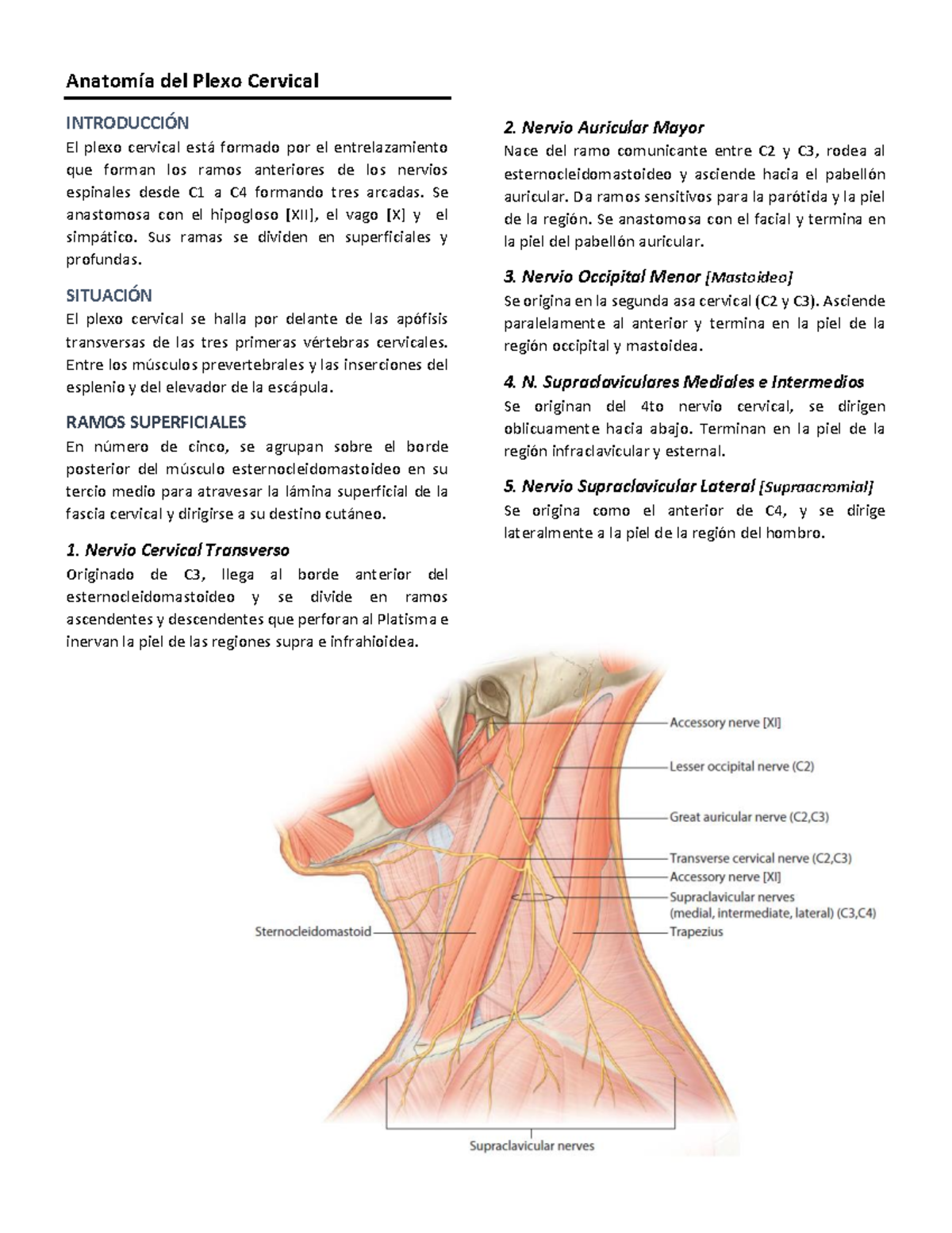 Resumen de Anatomía del Plexo Cervical - del Plexo Cervical 2. Nervio Auricular Mayor El plexo ...