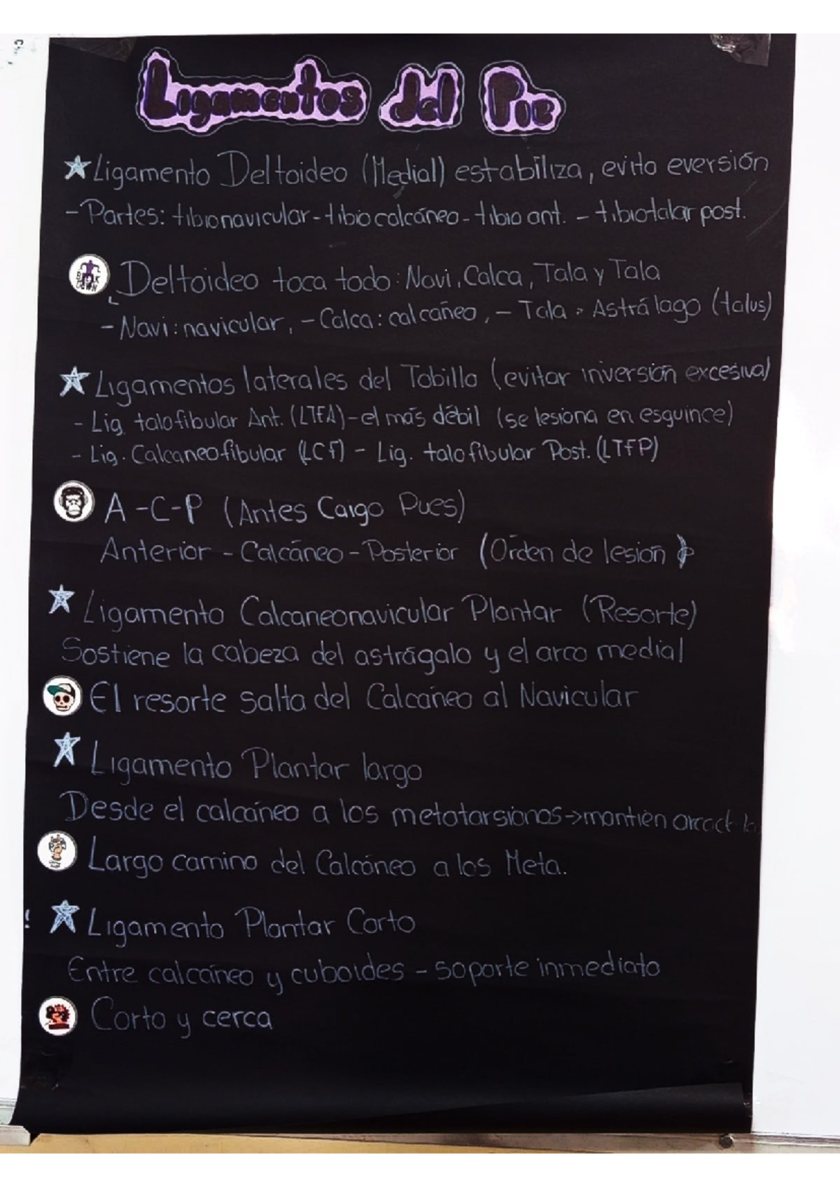 Anatomía del Tobillo: Resumen de Ligamentos y Funciones - Studocu