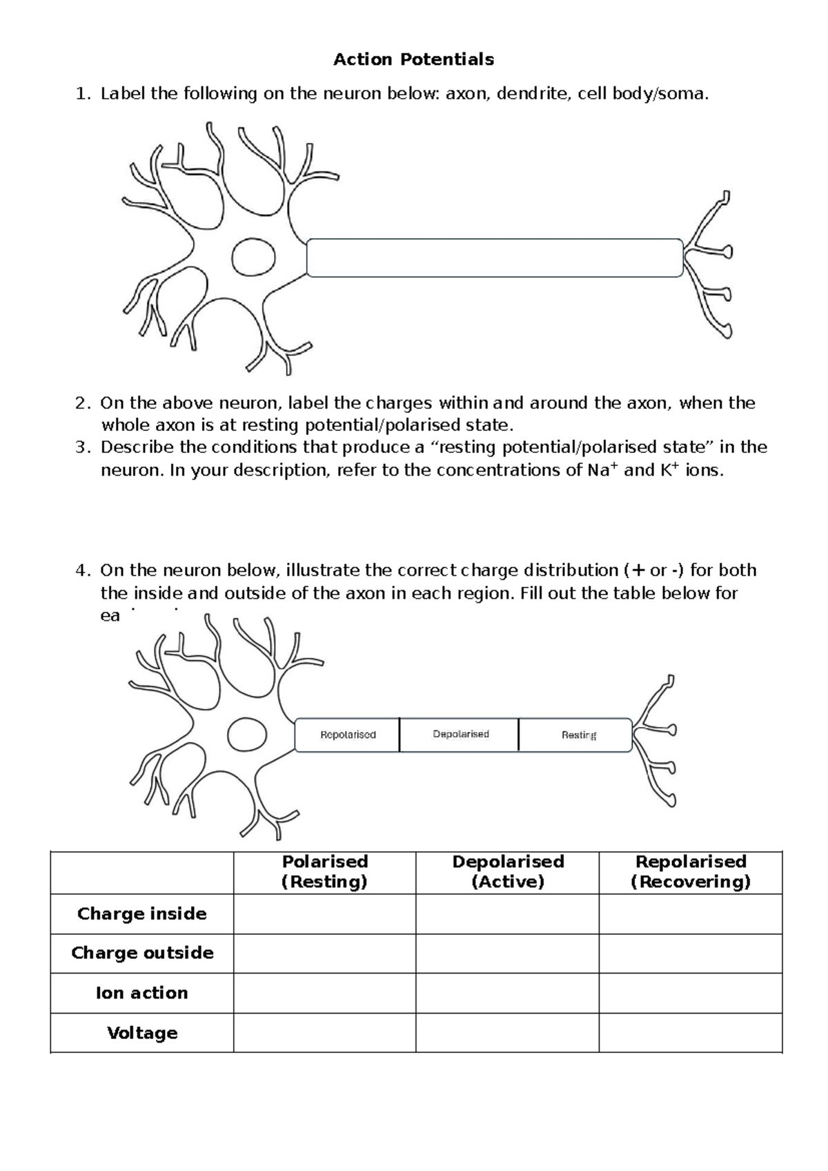 Action Potentials: Neuron Structure & Charge Distribution (BIO 101 ...