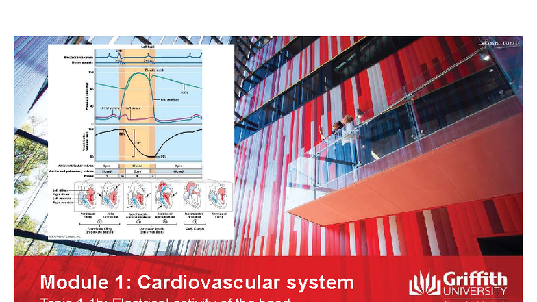 1017MSC Cardiovascular System: Electrical Activity of the Heart - Studocu