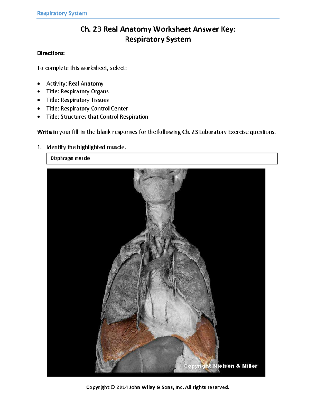 Bio291 r2 ch - Worksheets - Respiratory System Ch. 23 Real Anatomy ...