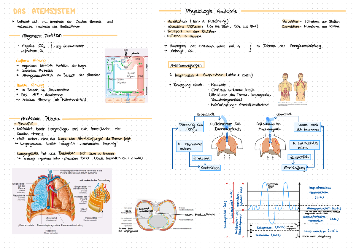 Das Atemsystem - Physiologie Anatomie ·> befindet sich v. a . innerhalb ...