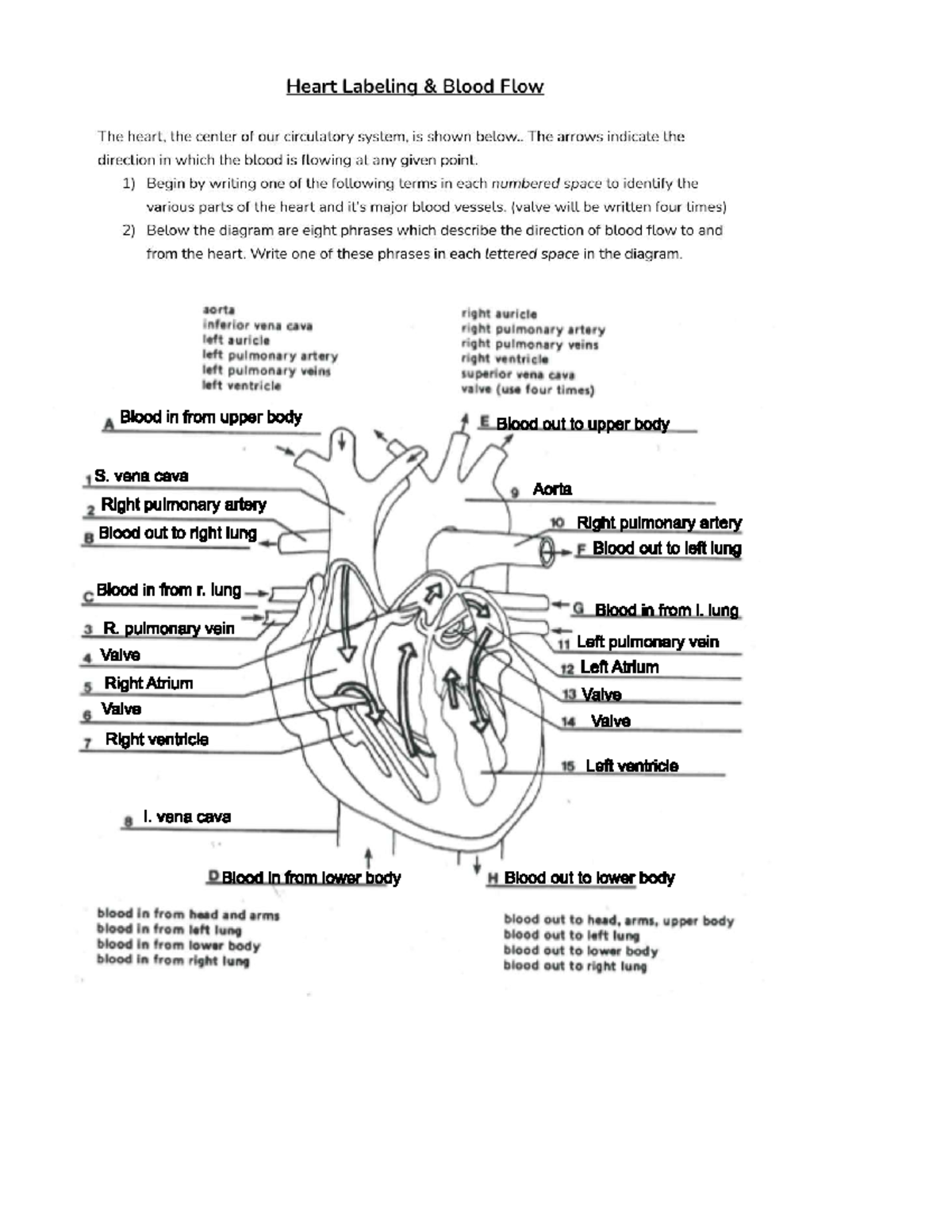 Heart Labeling & Blood Flow Diagram Analysis - Studocu