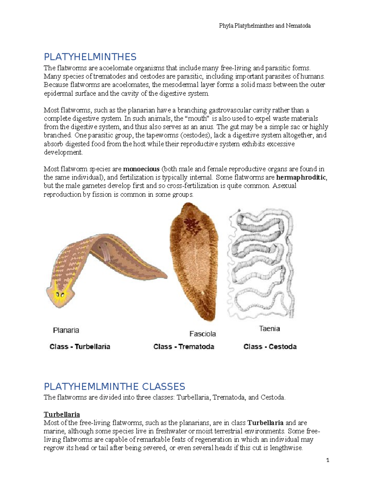 Platyhelminthes & Nematoda Overview: Structure & Parasitism Notes ...
