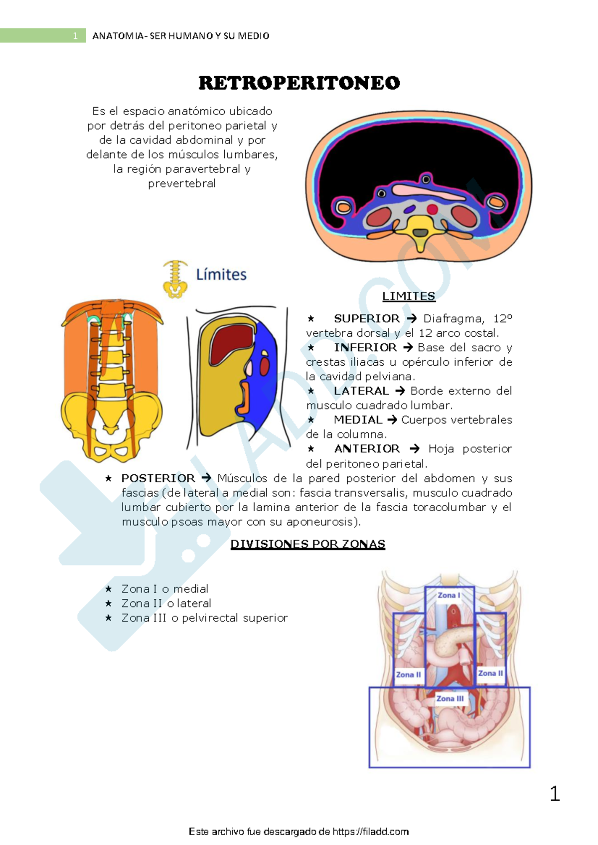 Anatomía del Retroperitoneo: Espacios y Estructuras Clave OM - Studocu