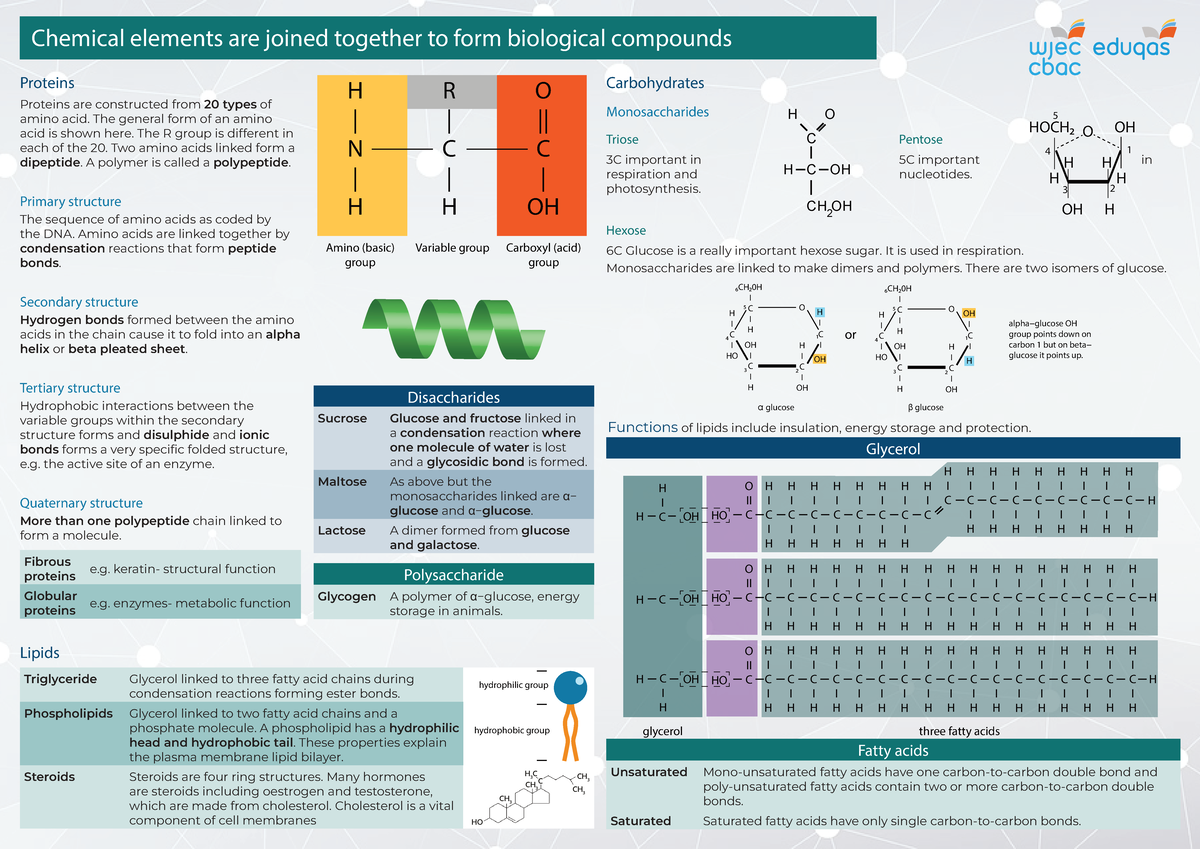 Biological Molecules: Structure and Function of Proteins & Lipids - Studocu