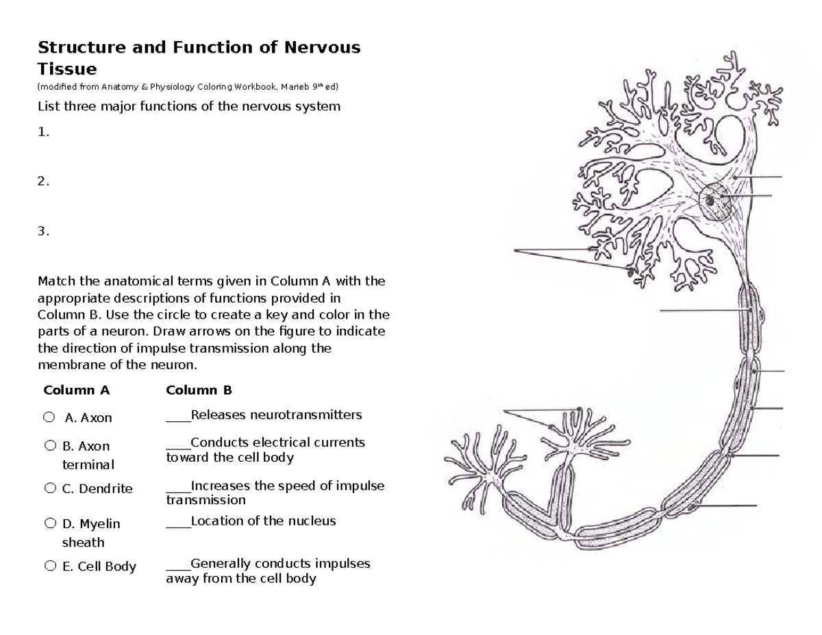 Nervous Tissue Structure & Function - HBS - Studocu