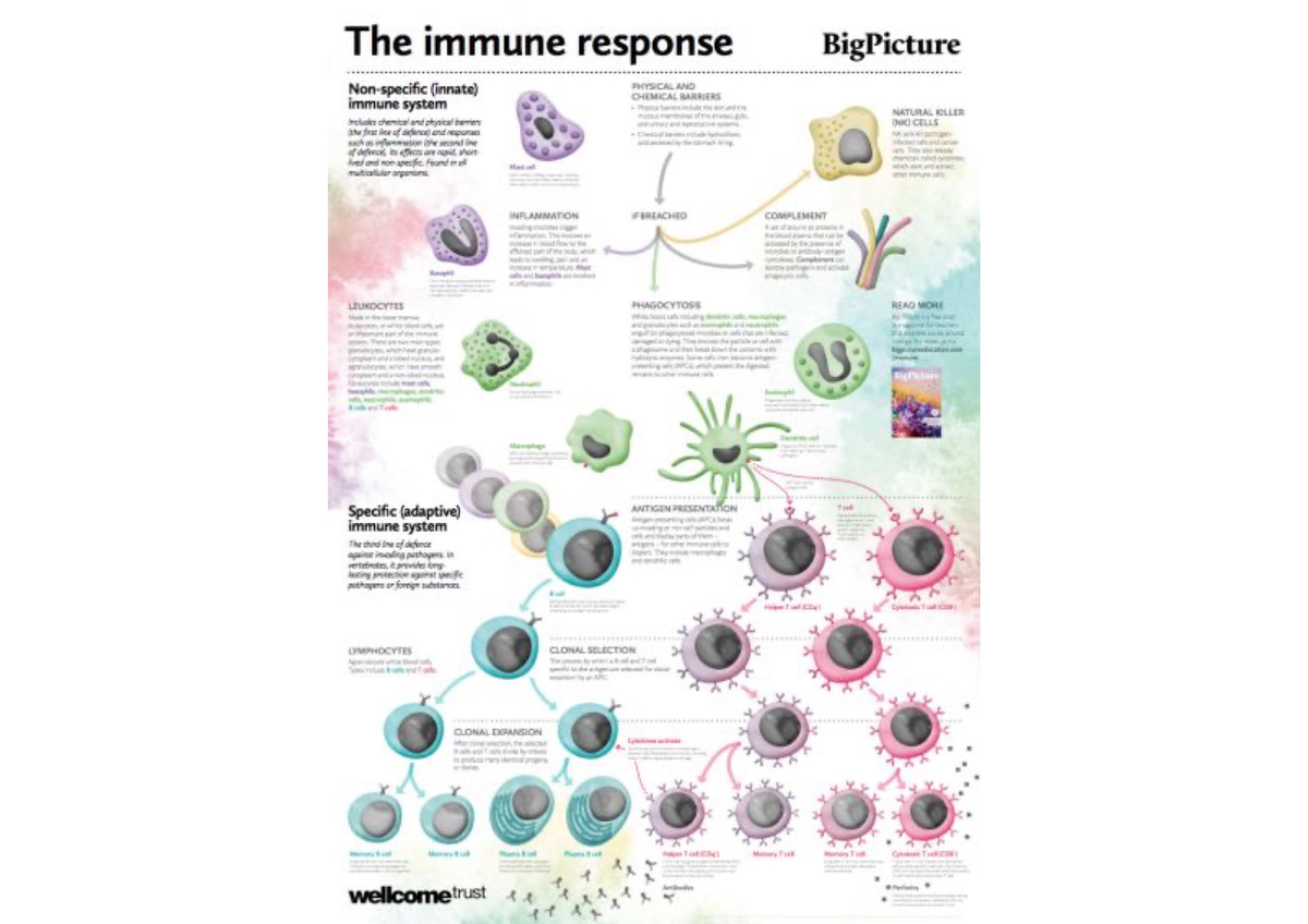 Learning with Microbiology - The immune response BigPicture (innate ...