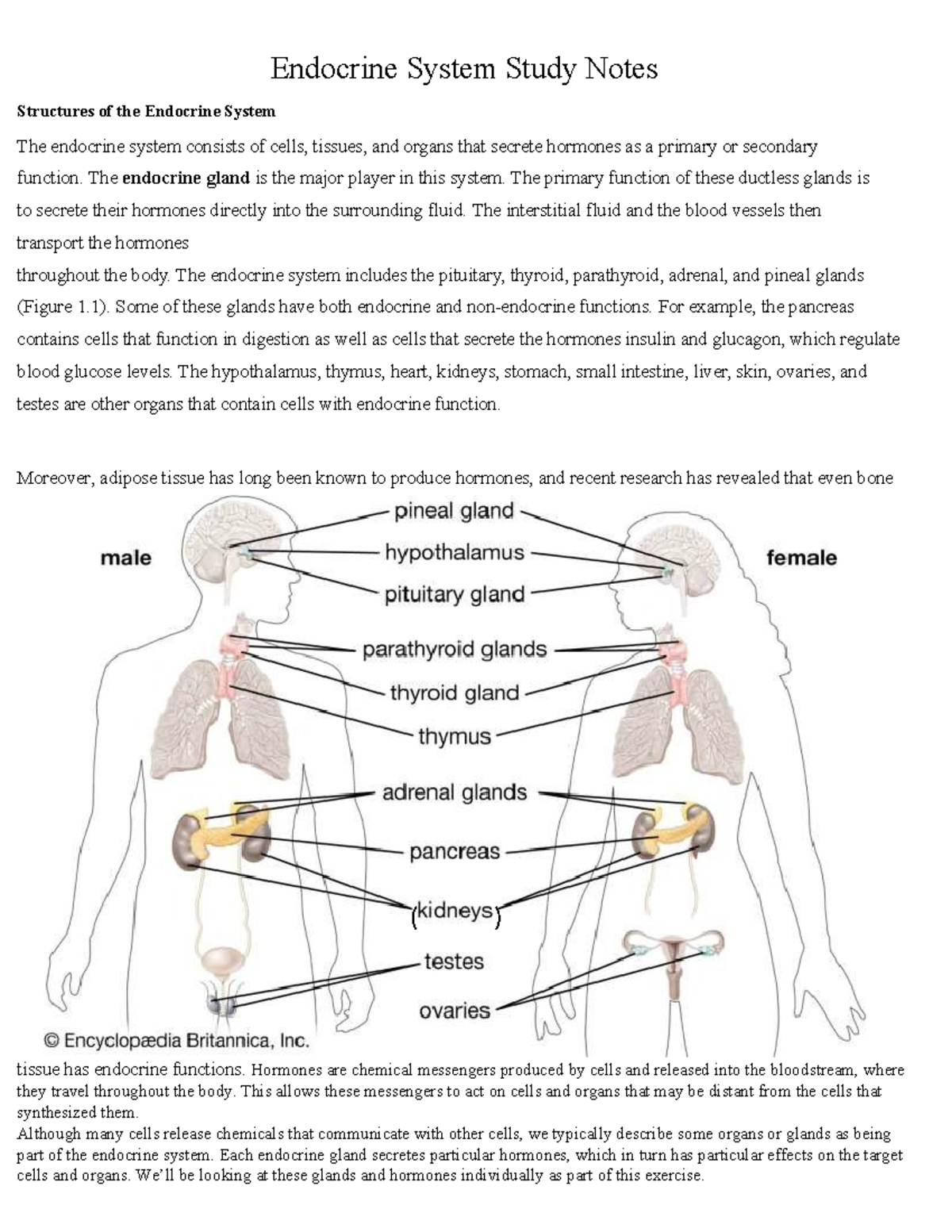 Endocrine System Study Notes & Questions for BIO 201 Course - Studocu