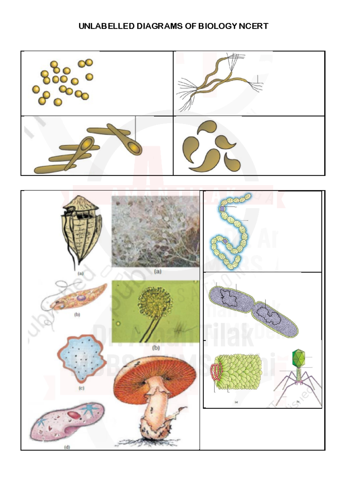 Unlabelled Biology Diagrams - BIO NCERT Study Notes - Studocu