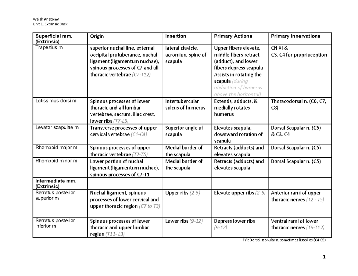 PT603/OT503 - Anatomy Overview: Extrinsic & Intrinsic Back Muscles ...