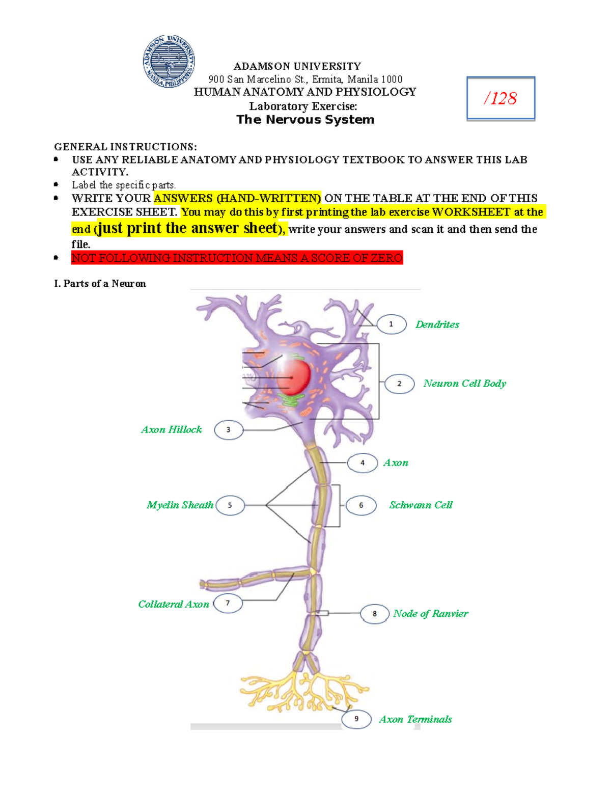 Lab Activity: The Nervous System - Human Anatomy & Physiology - Studocu