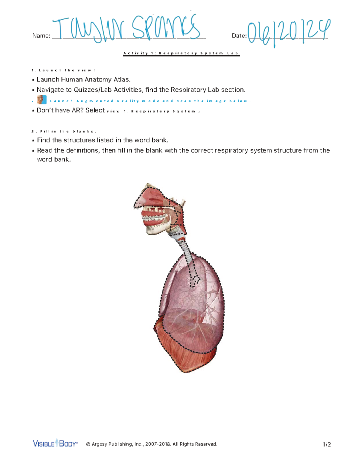 BIO2 Respiratory System Lab Activities and Answers - Studocu