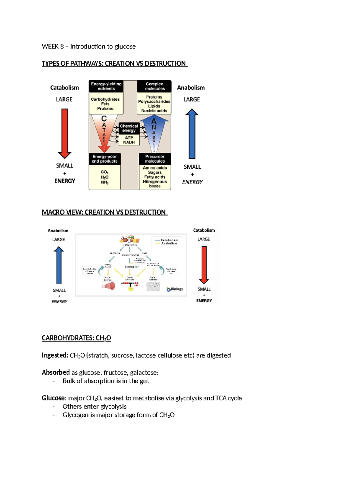 Glycolysis Overview: Key Pathways and Metabolic Processes - Studocu