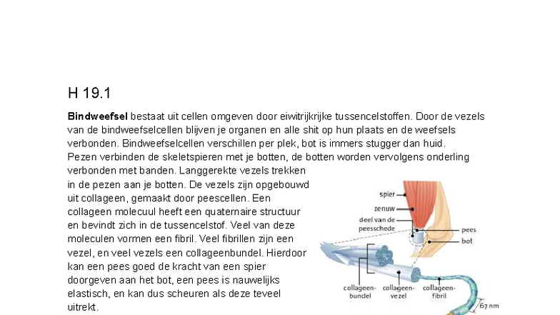 Biologie H19 Nectar 6VWO 2025 Examen: Bindweefsel en Spierfunctie ...
