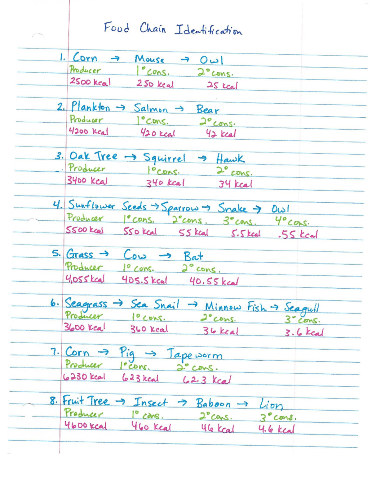 Food Chain Identification answer key - Food Chain Identification 1 ...