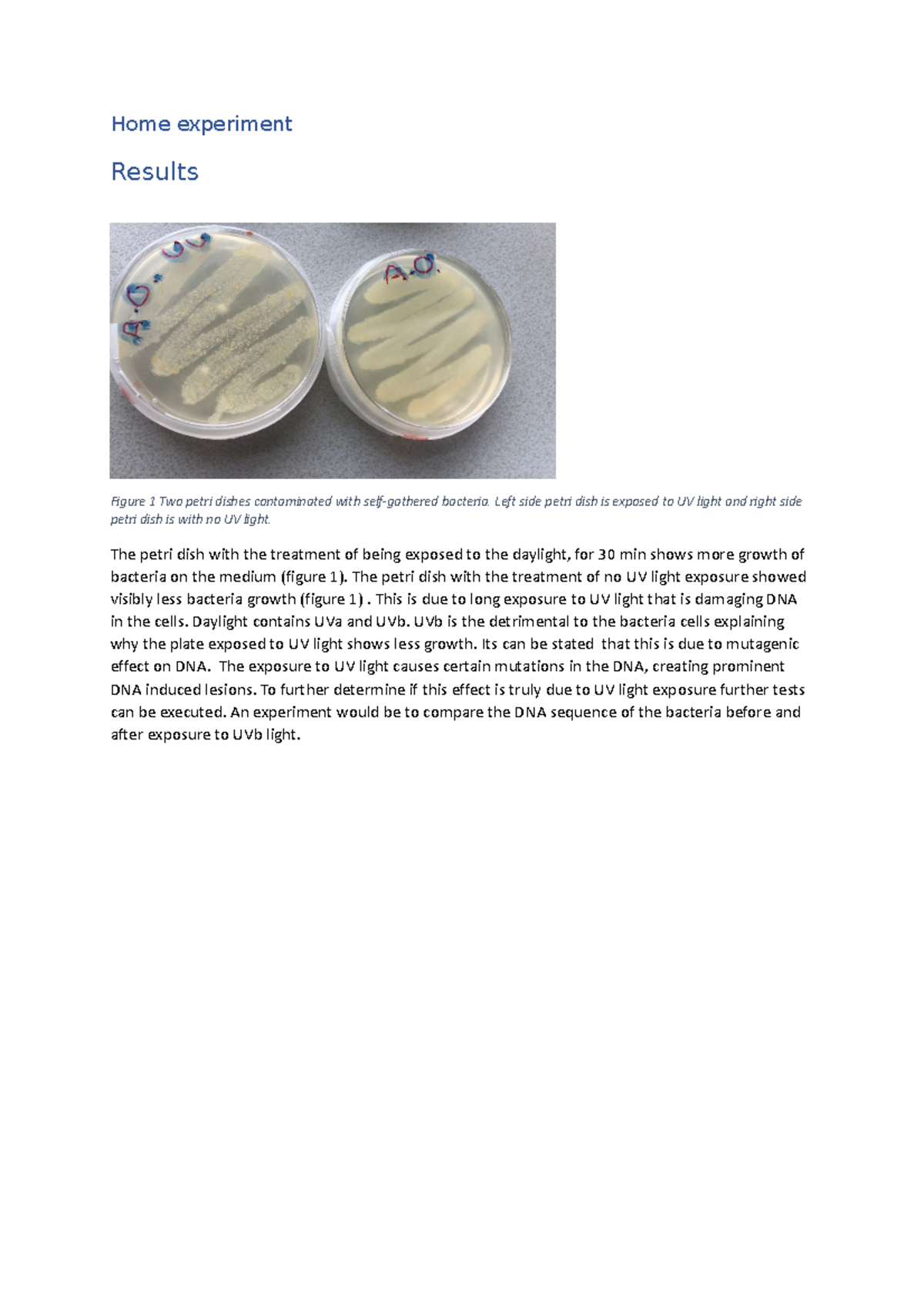Biology Experiment on UV Light Effects on Bacteria Growth - Studeersnel