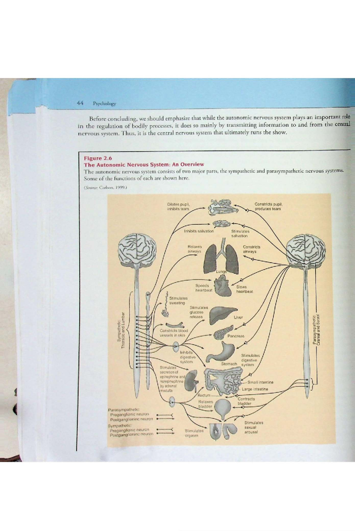 Psychology 44: Overview of the Nervous and Endocrine Systems - Studocu