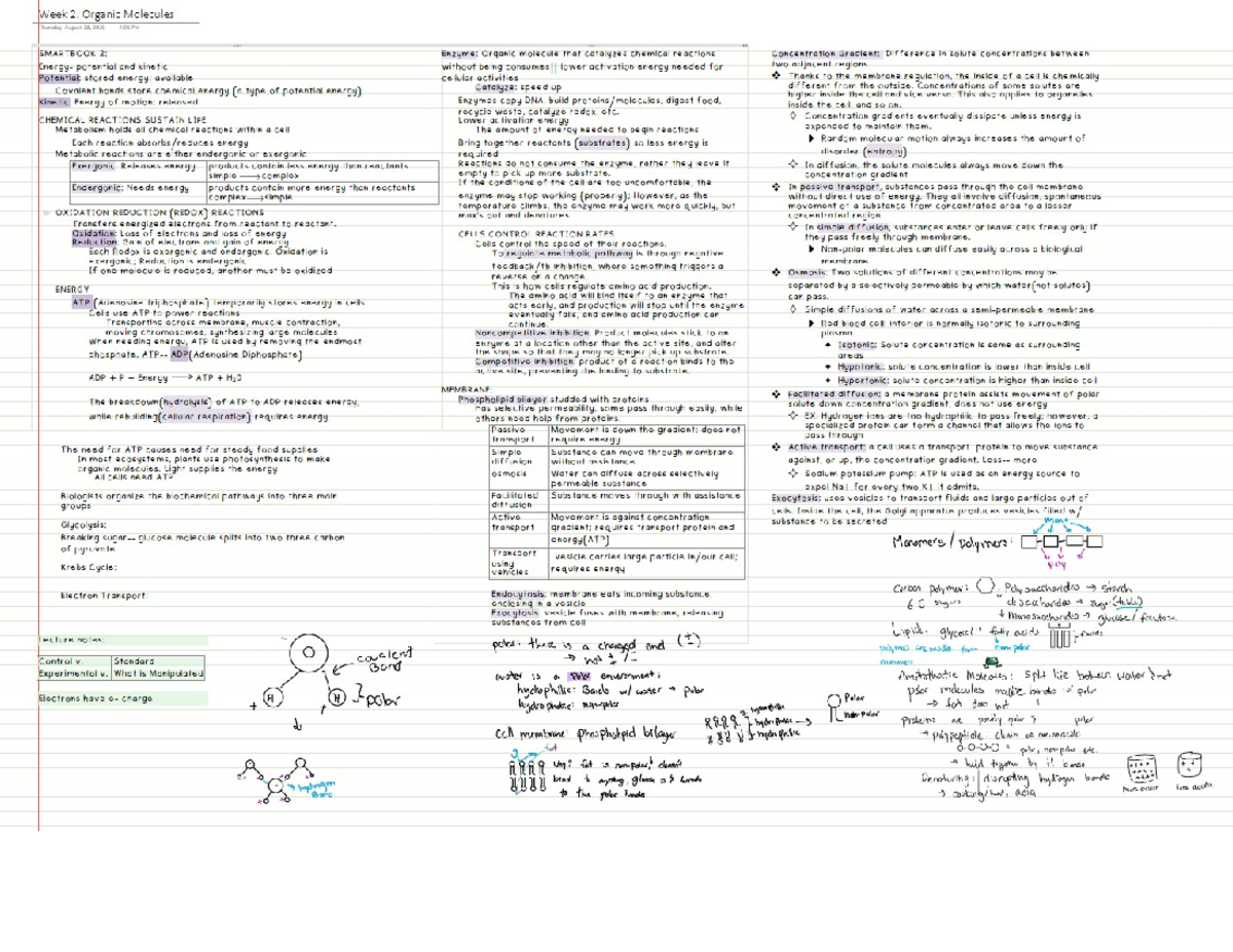 Week 2: Organic Molecules & Enzymes - Smartbook 2 Notes - Studocu