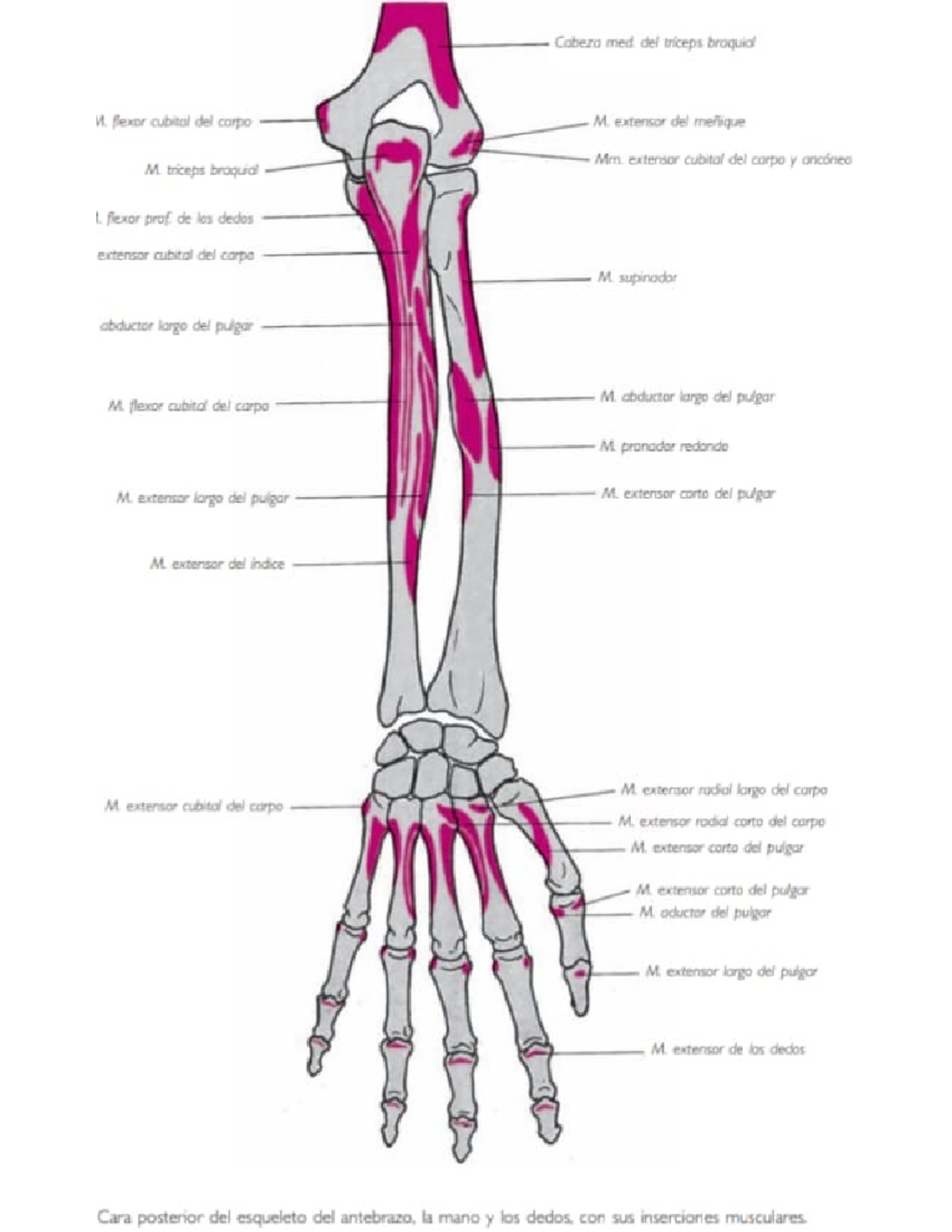 Anatomía de Huesos y Músculos: Ruviere Huesos 3 - Imágenes Detalladas ...