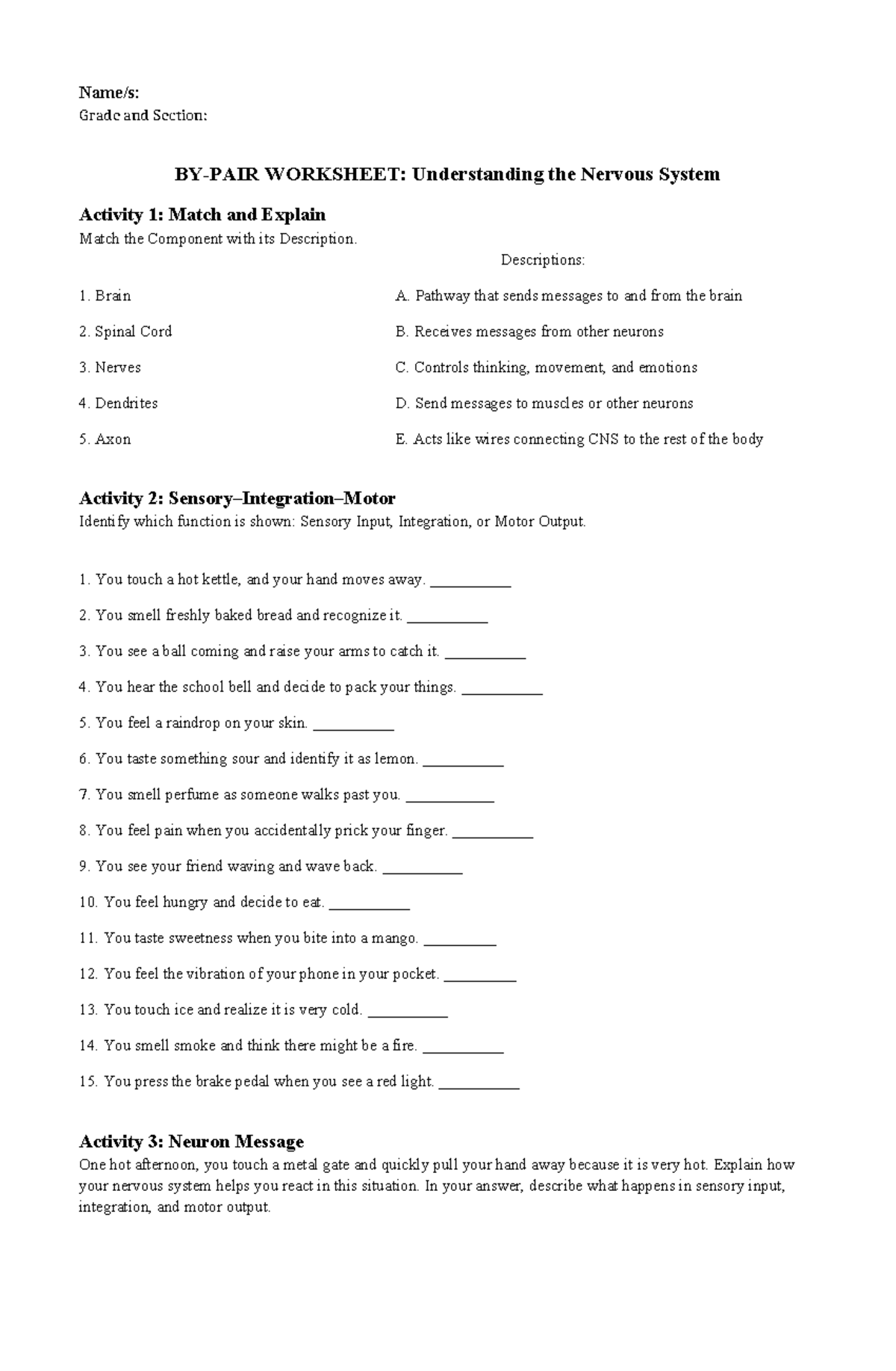 Nervous System Worksheet: Understanding Key Functions and Responses ...