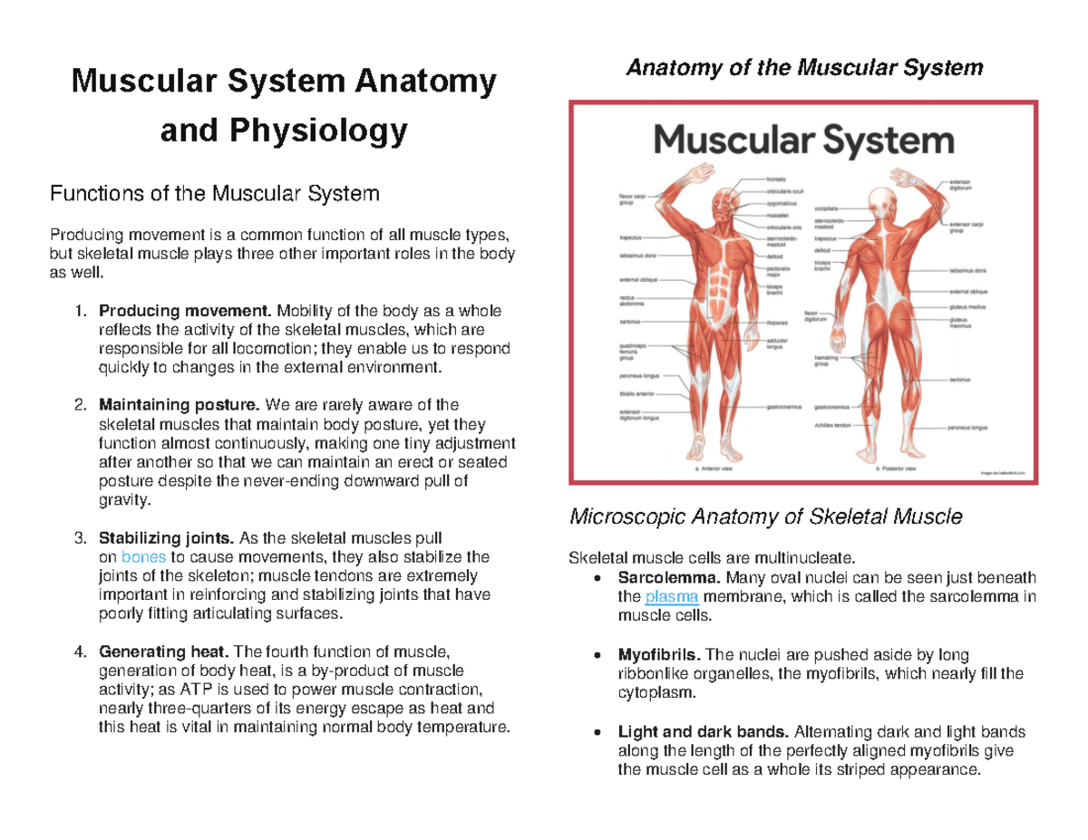 Muscular System Anatomy & Physiology (Group 1) - Studocu