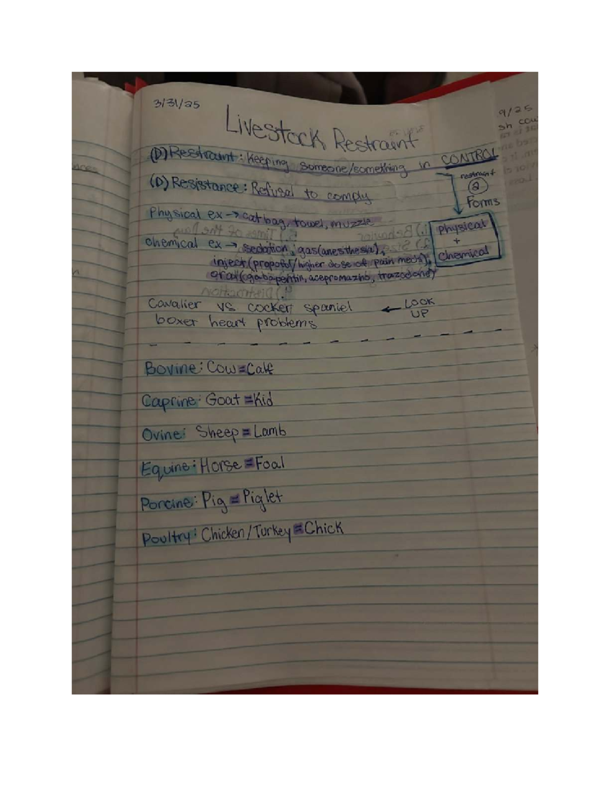 Equine Handling Techniques: Safe Use of Twitches and Care Guidance ...