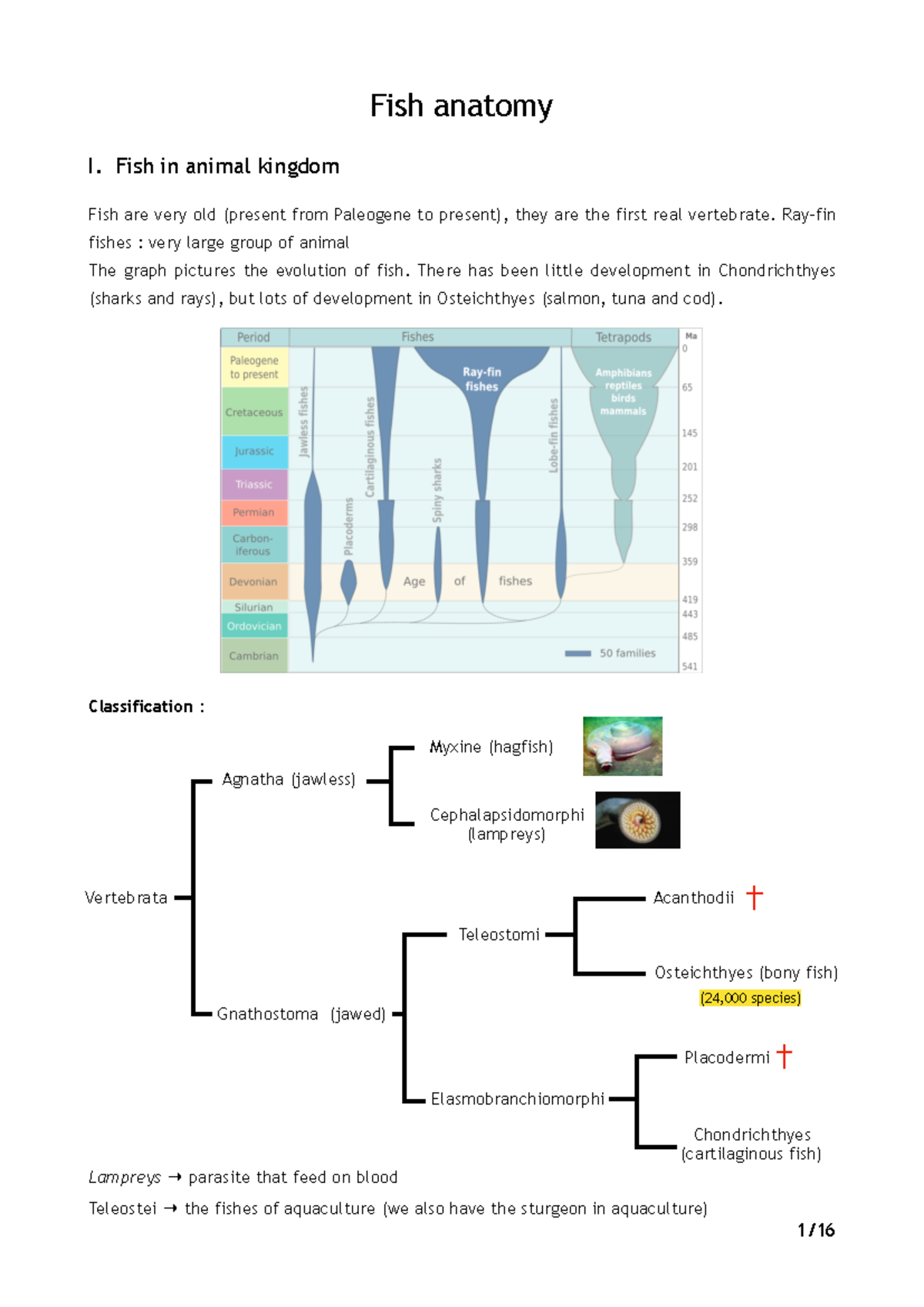 Fish Anatomy Overview: Classification, Evolution, and External Features ...