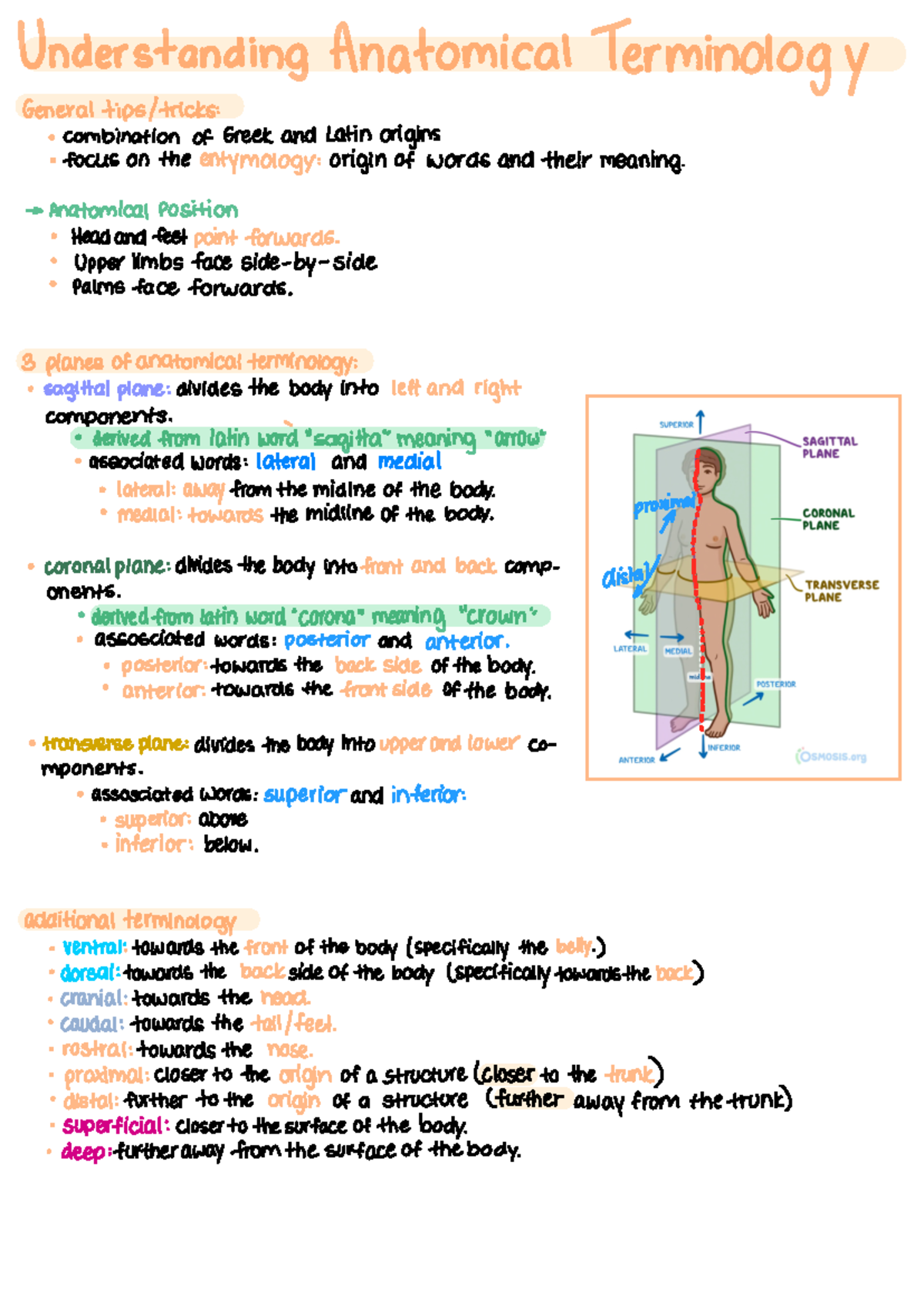 ANAT2011 Week 1 - Intro to Anatomy & Basic Terminology - Studocu