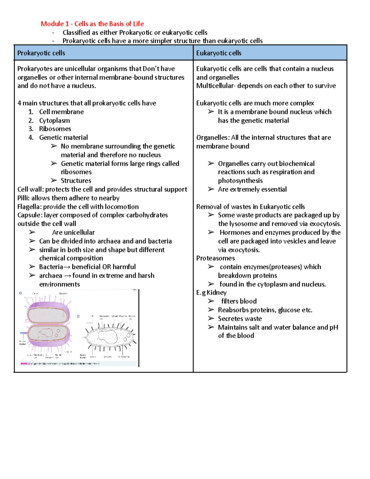 Muscular System & Skeletal System Interrelationship (BIO 101 Exam Notes ...