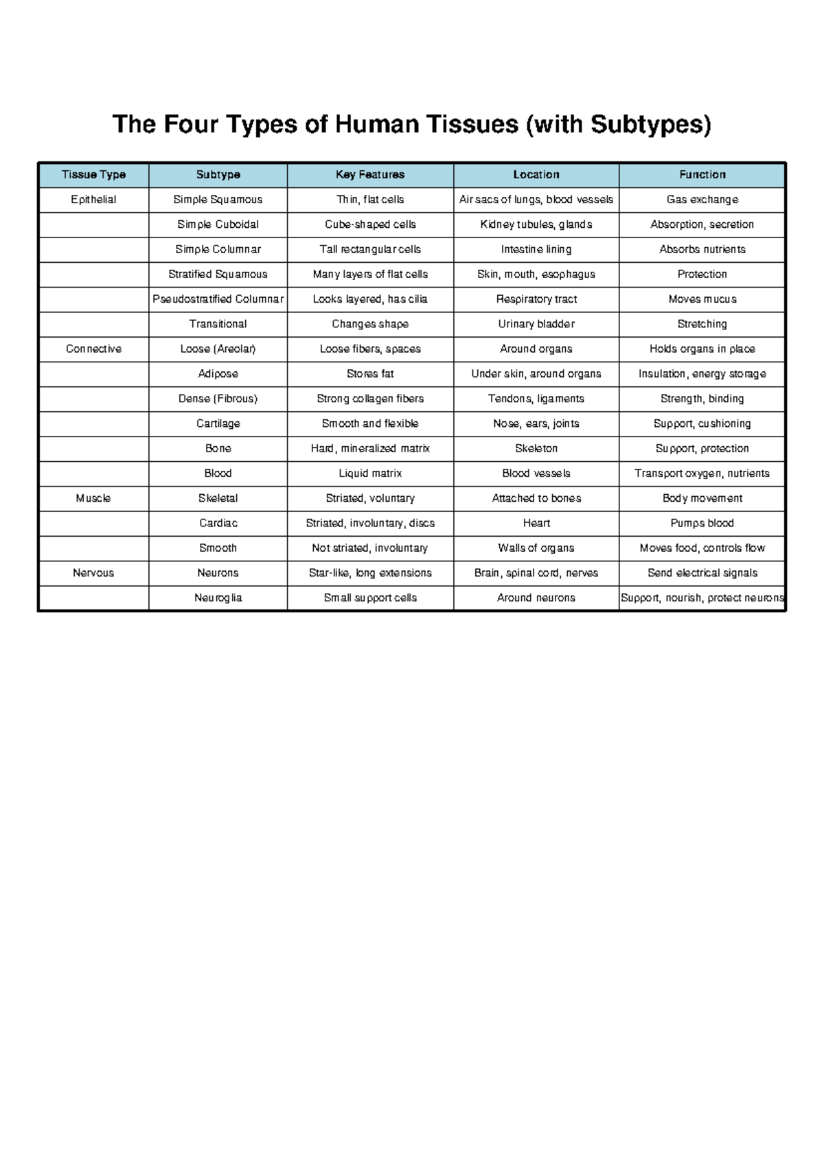 Four Types of Human Tissues: Detailed Overview and Features - Studocu