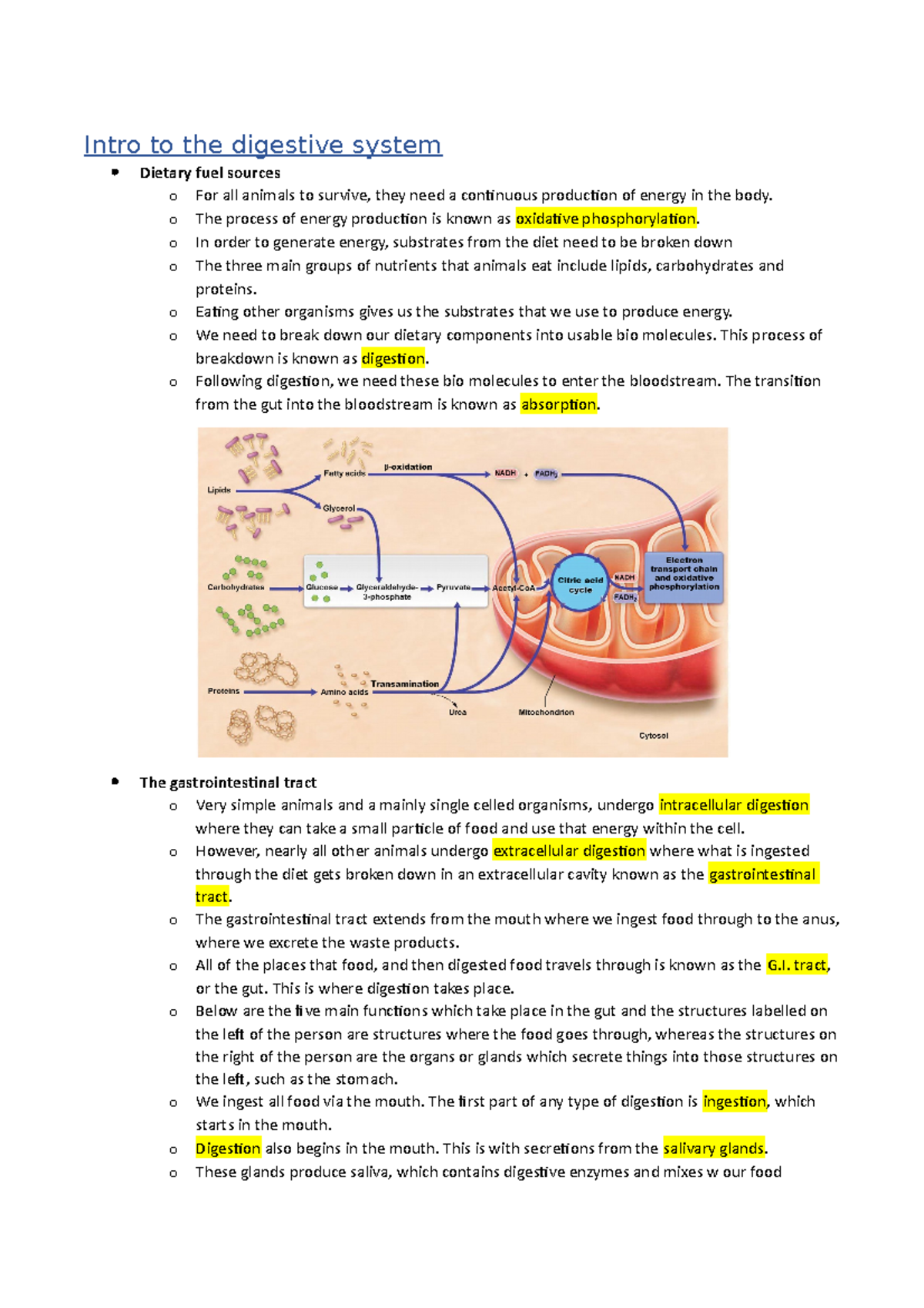 Animal Nutrition & Digestion (BIO 201) - Comprehensive Overview - Studocu