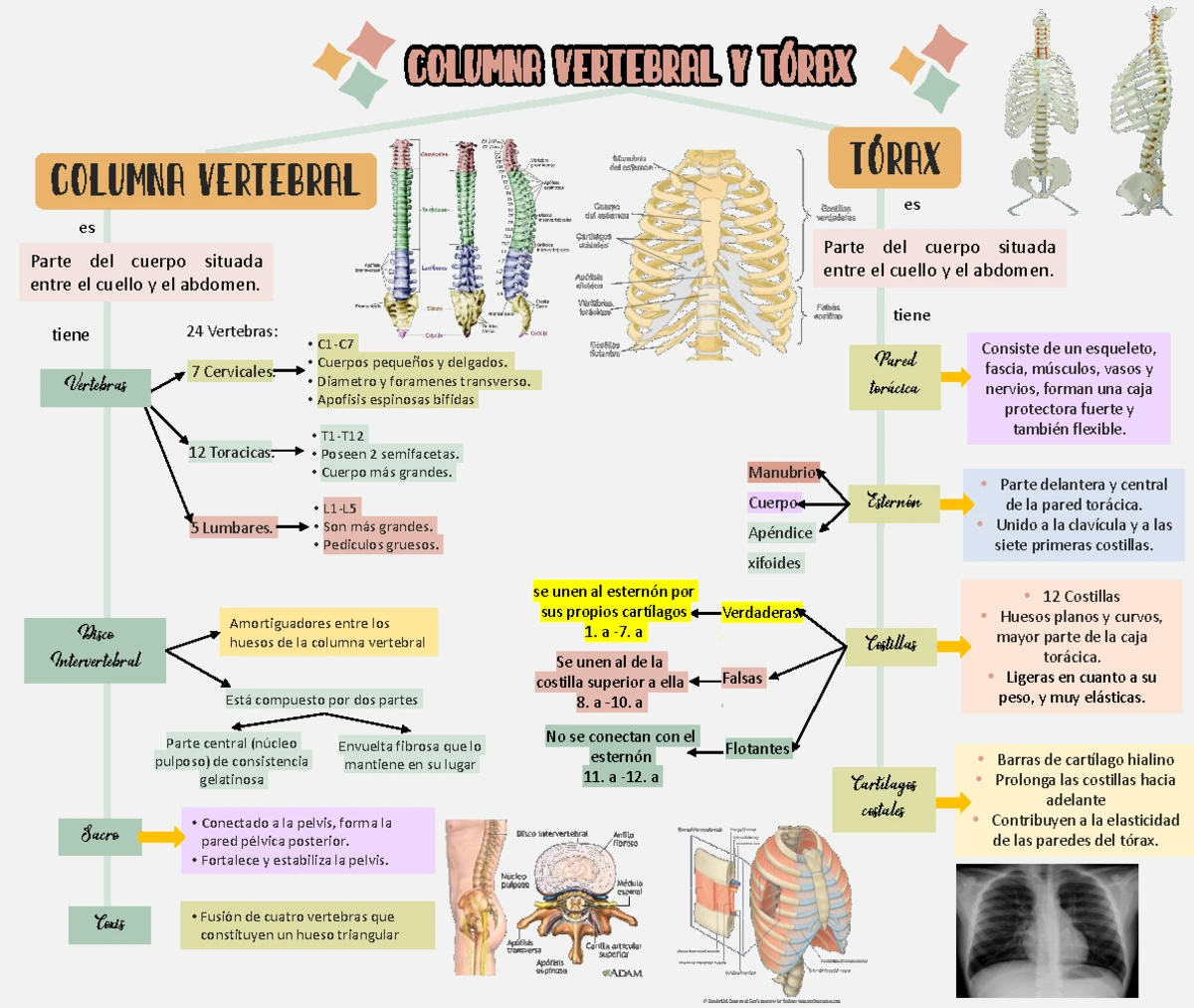 Resumen completo del Hueso Vómer (Ubicación, Caras, Bordes, Articulaciones, Función) - Hueso ...