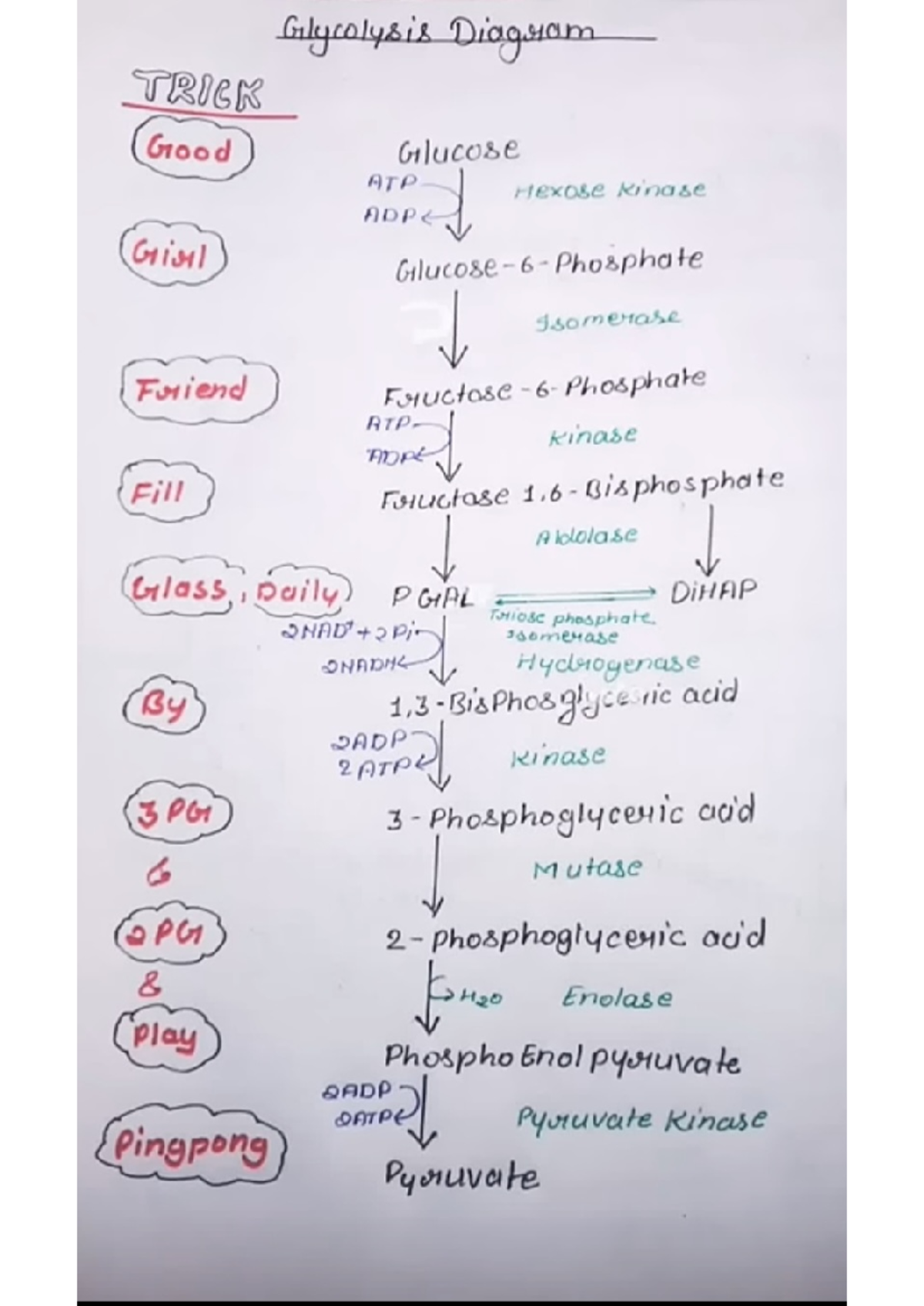 Glycolysis Diagram: Key Steps and Enzymes Explained - Studocu