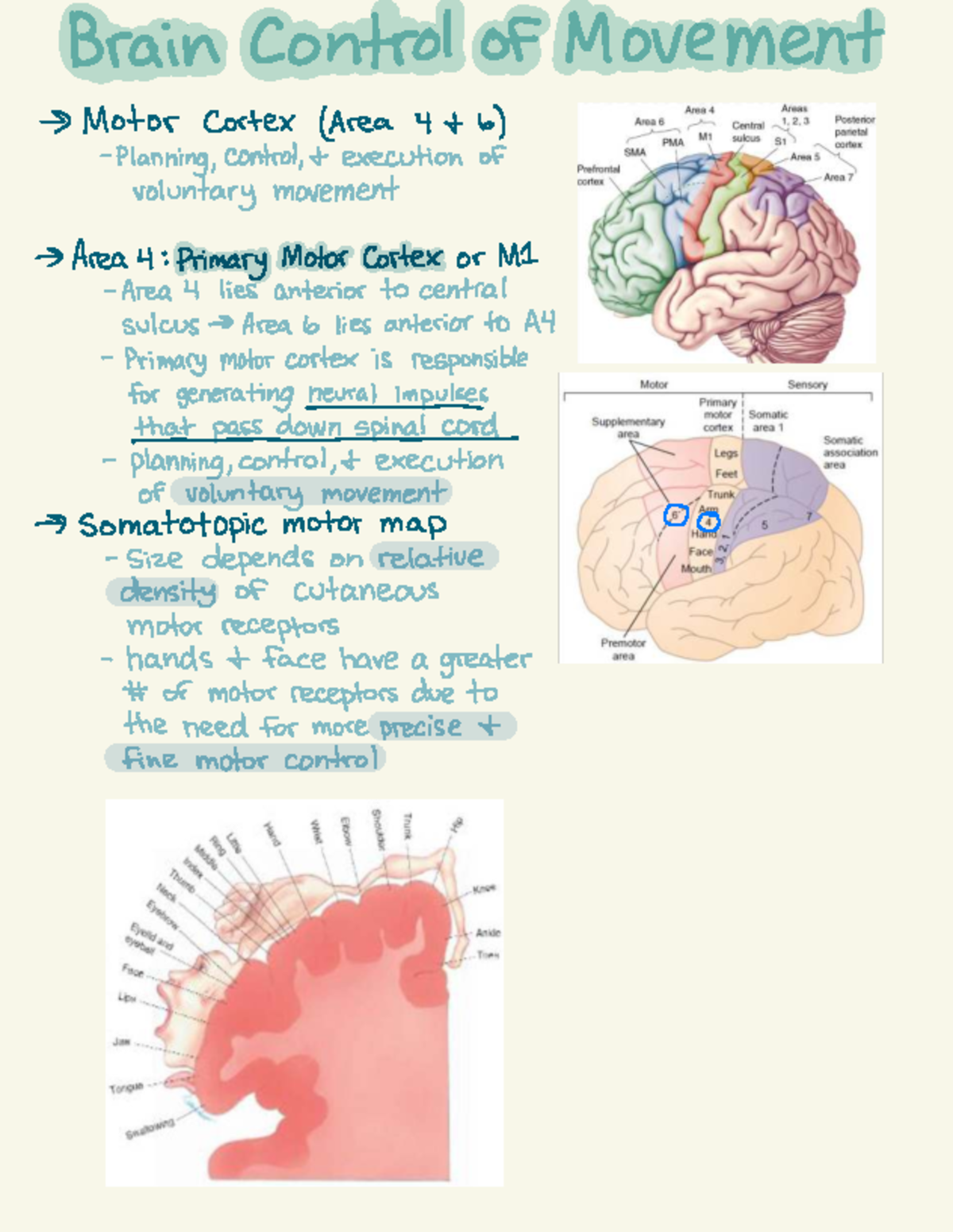 Motor Control and Learning: Brain Areas and Functions Overview - Studocu