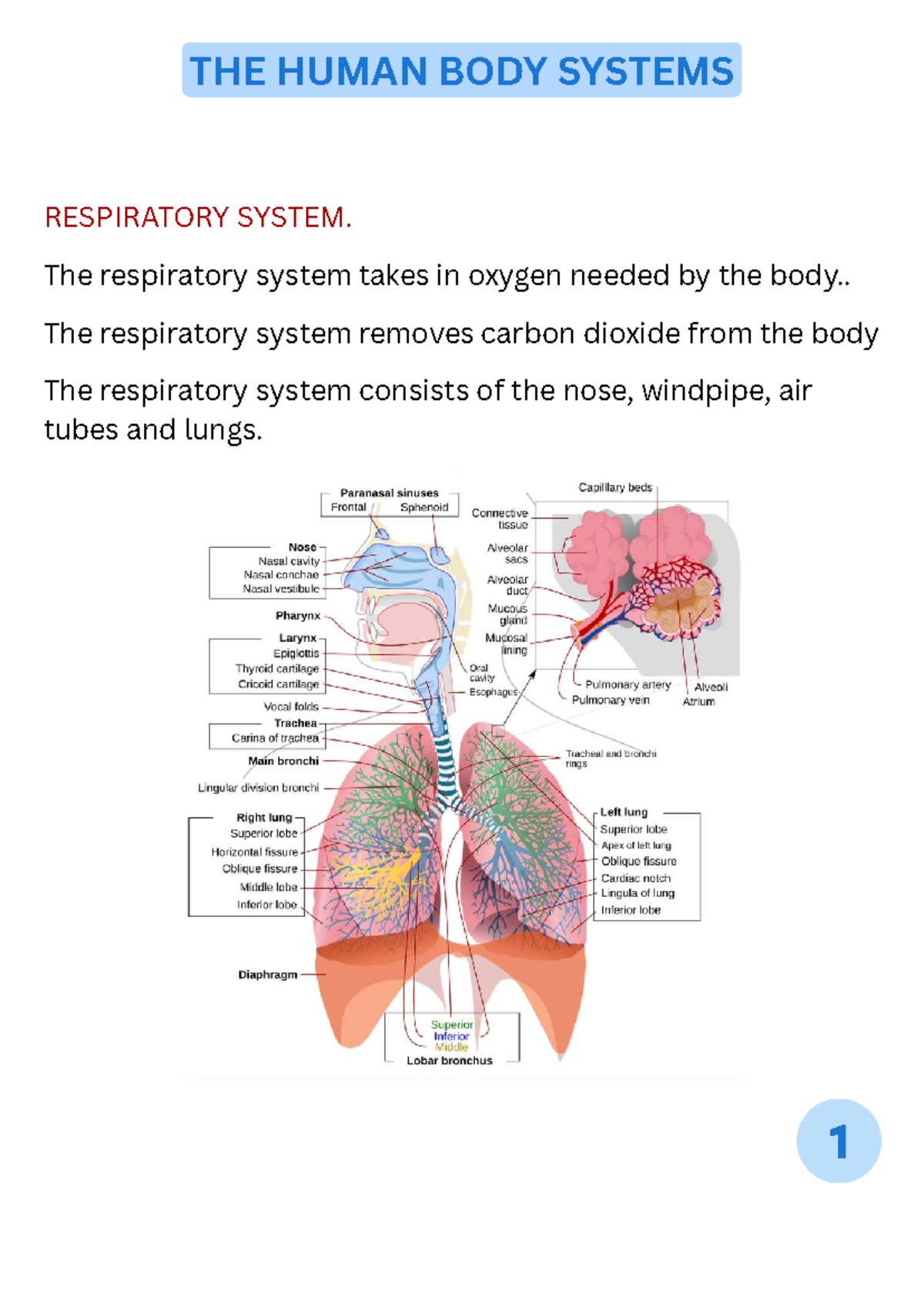 Human Body Systems: Respiratory, Muscular, Skeletal & Digestive ...