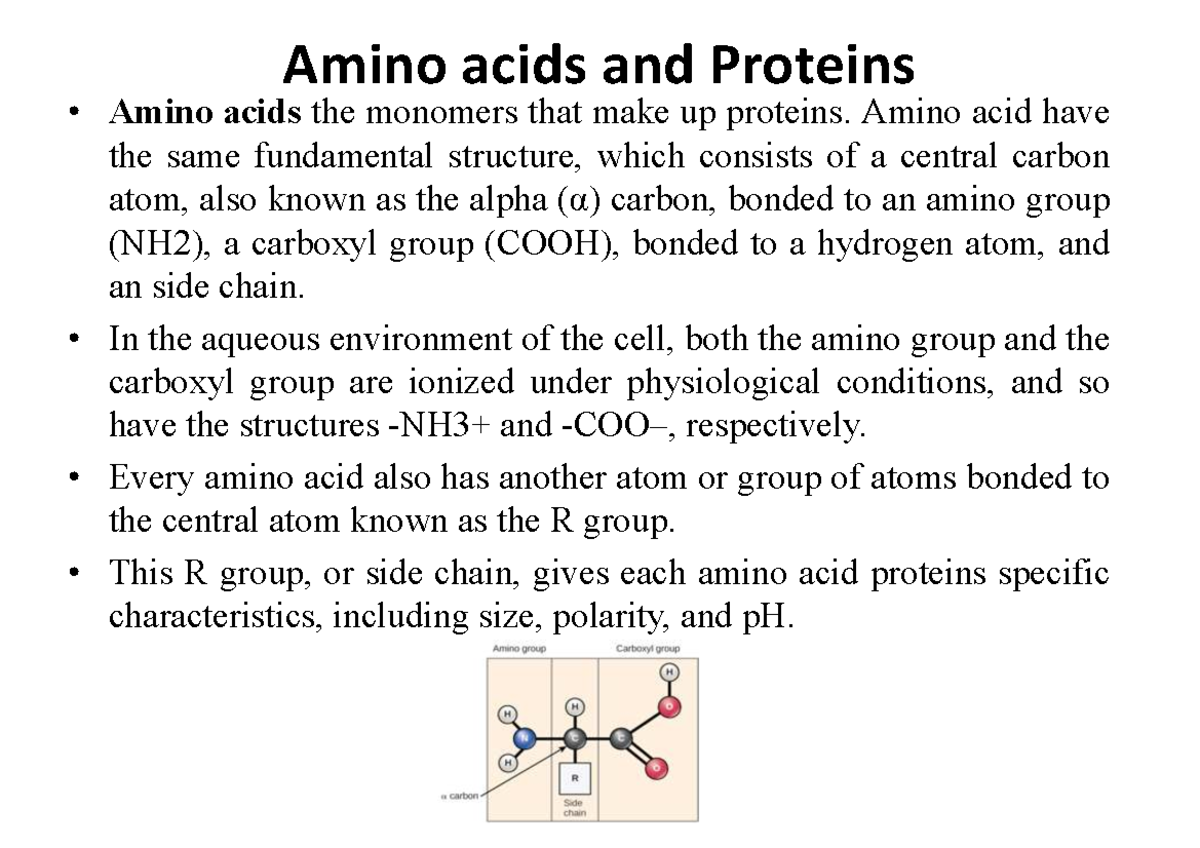 Amino Acids and Proteins: Structure and Function Overview - Studocu