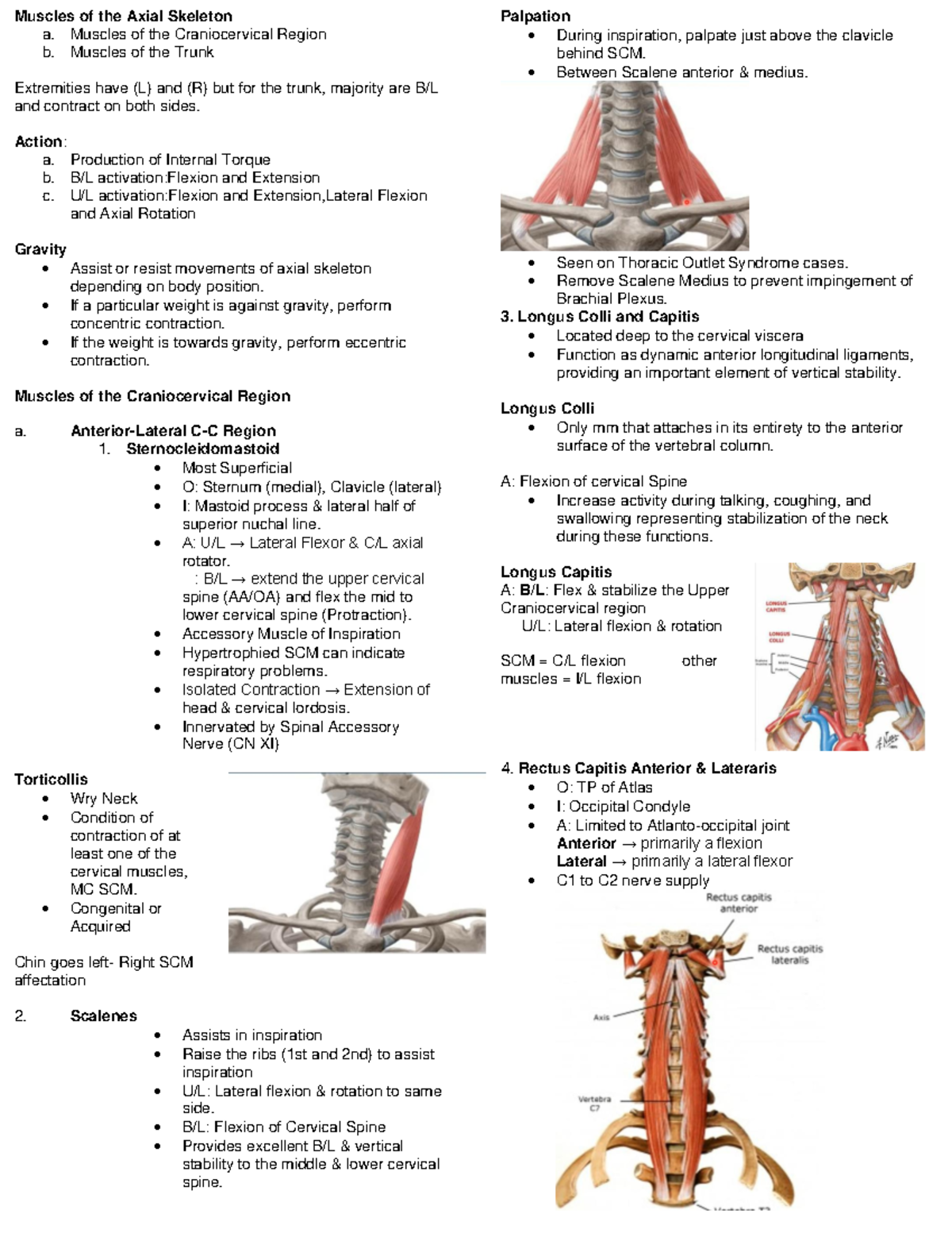 Cervical Muscles - haha tt - Muscles of the Axial Skeleton a. Muscles ...