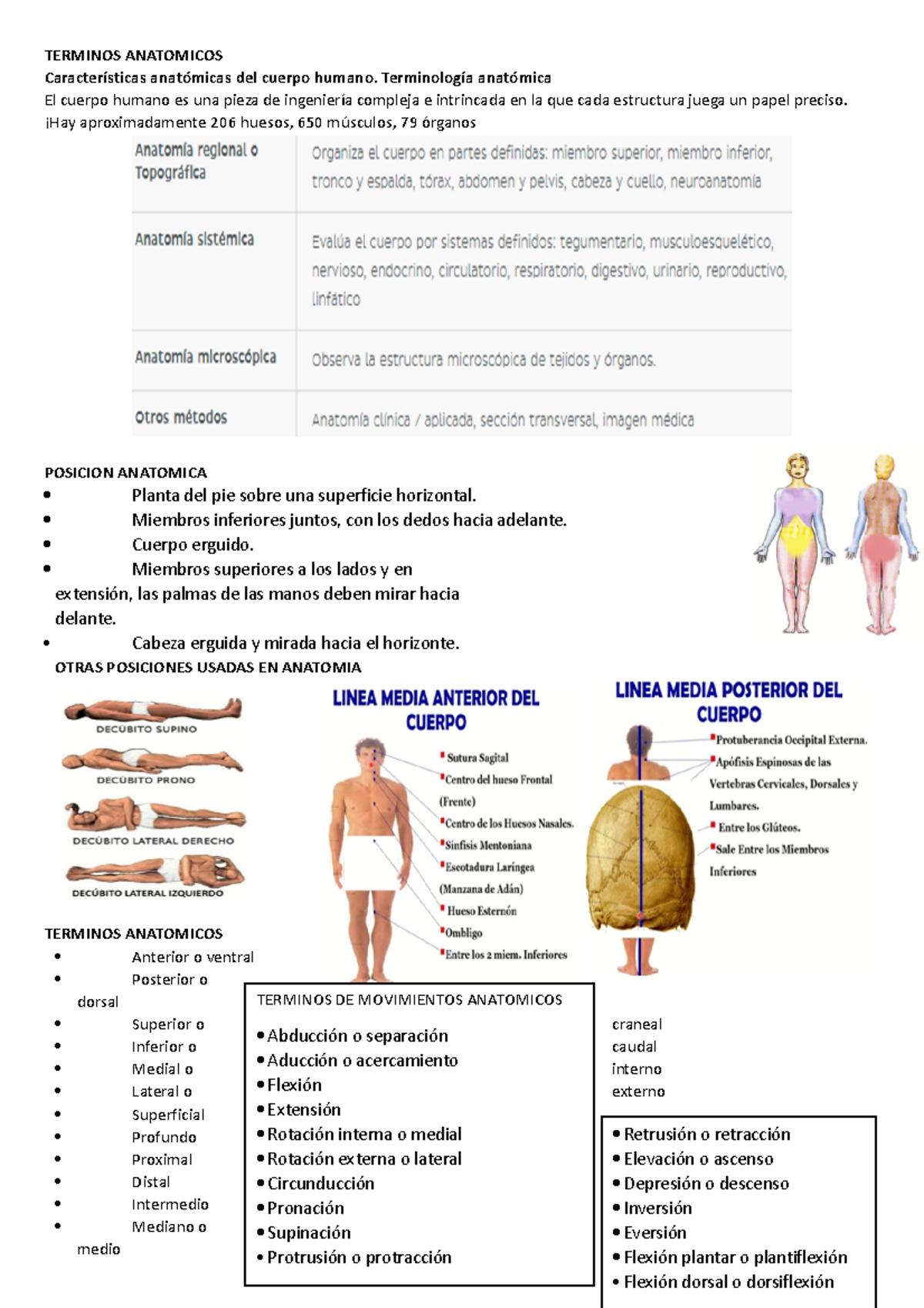 Términos Regionales De Anatomía