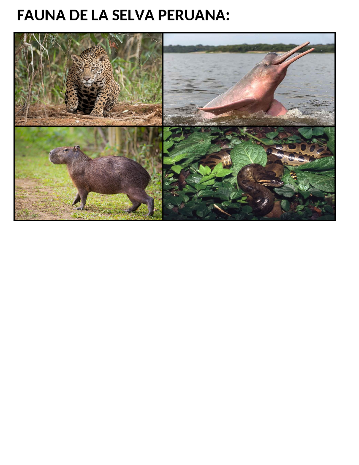 Flora y fauna de l costa , sierra y selva - Ciencias de La Naturaleza I ...