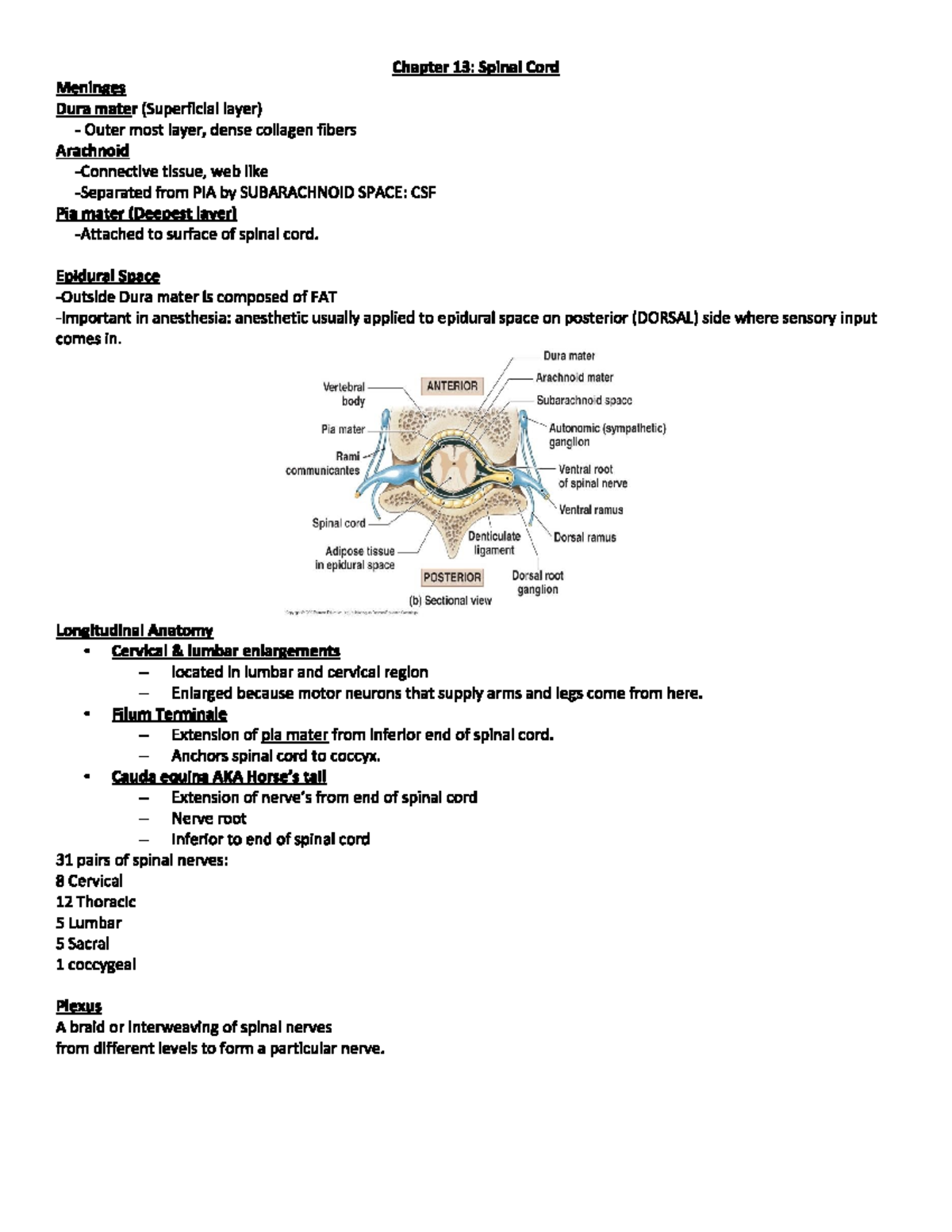 Chapter 13: Spinal Cord Anatomy & Reflexes - Test 4 Notes - Studocu