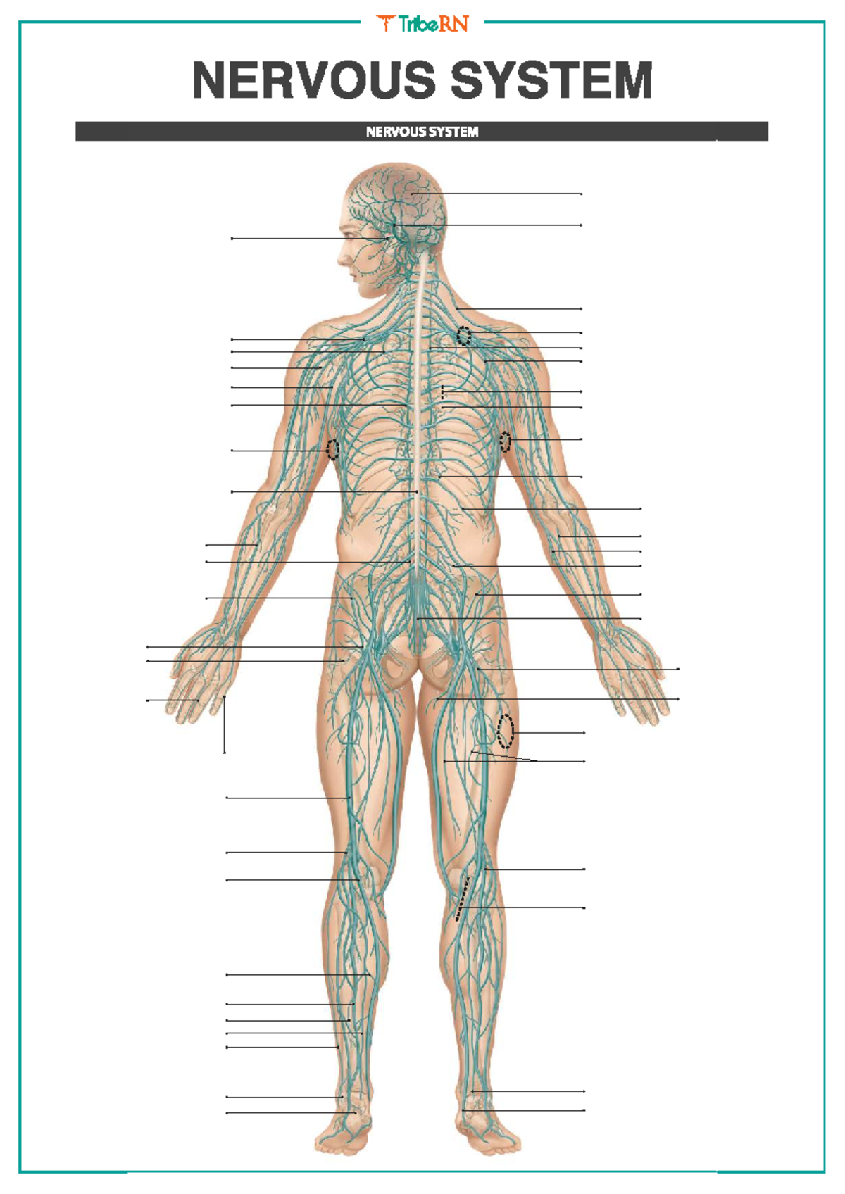 Nervous System - Practice - BSC 2085C - FSCJ - Studocu